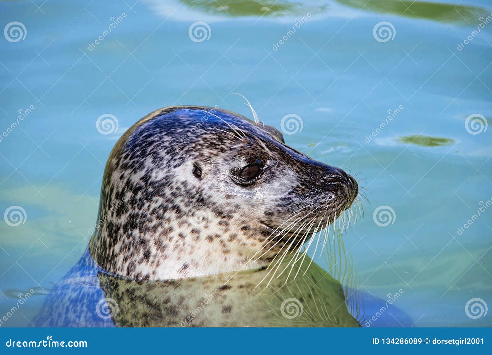 Profile of a Grey Seal at Gweek Stock Image - Image of grey, portrait ...