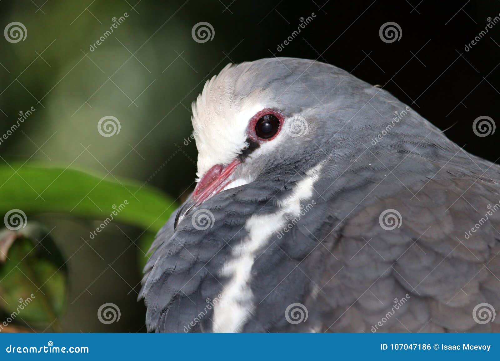 Bird profile stock photo. Image of branch, animal, foot - 107047186