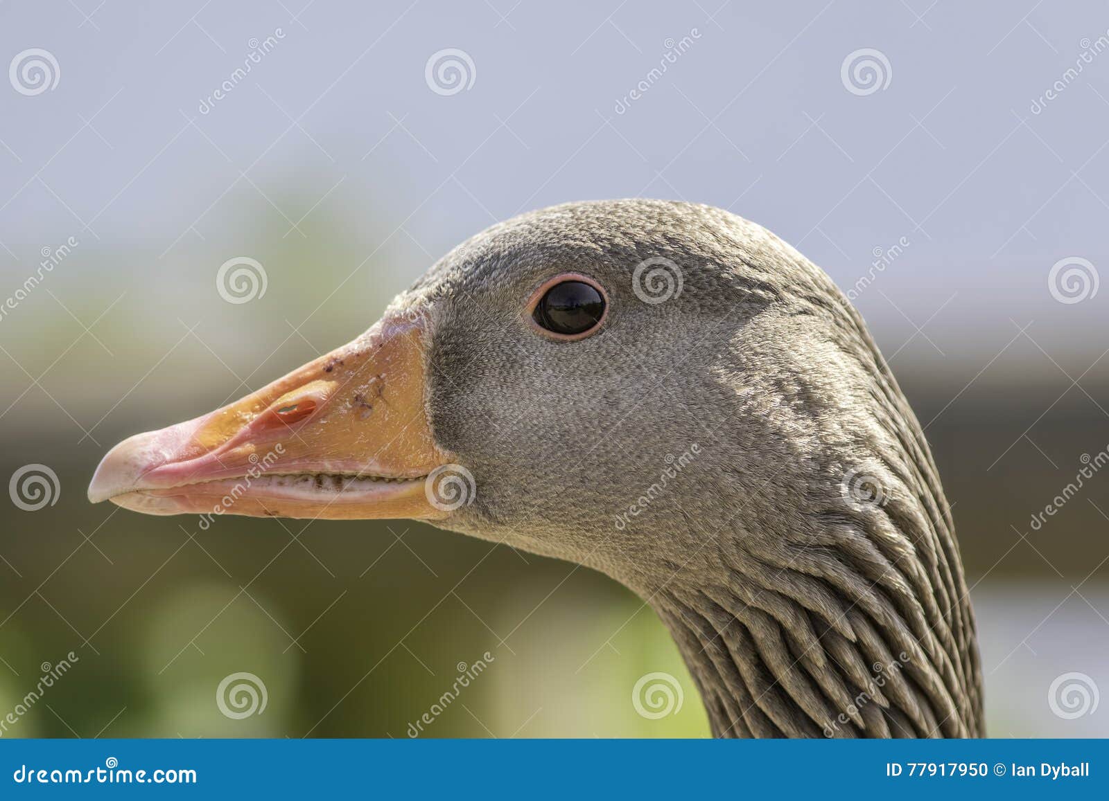 Profile of Greylag Goose Head Stock Photo - Image of tomia, anatidae ...