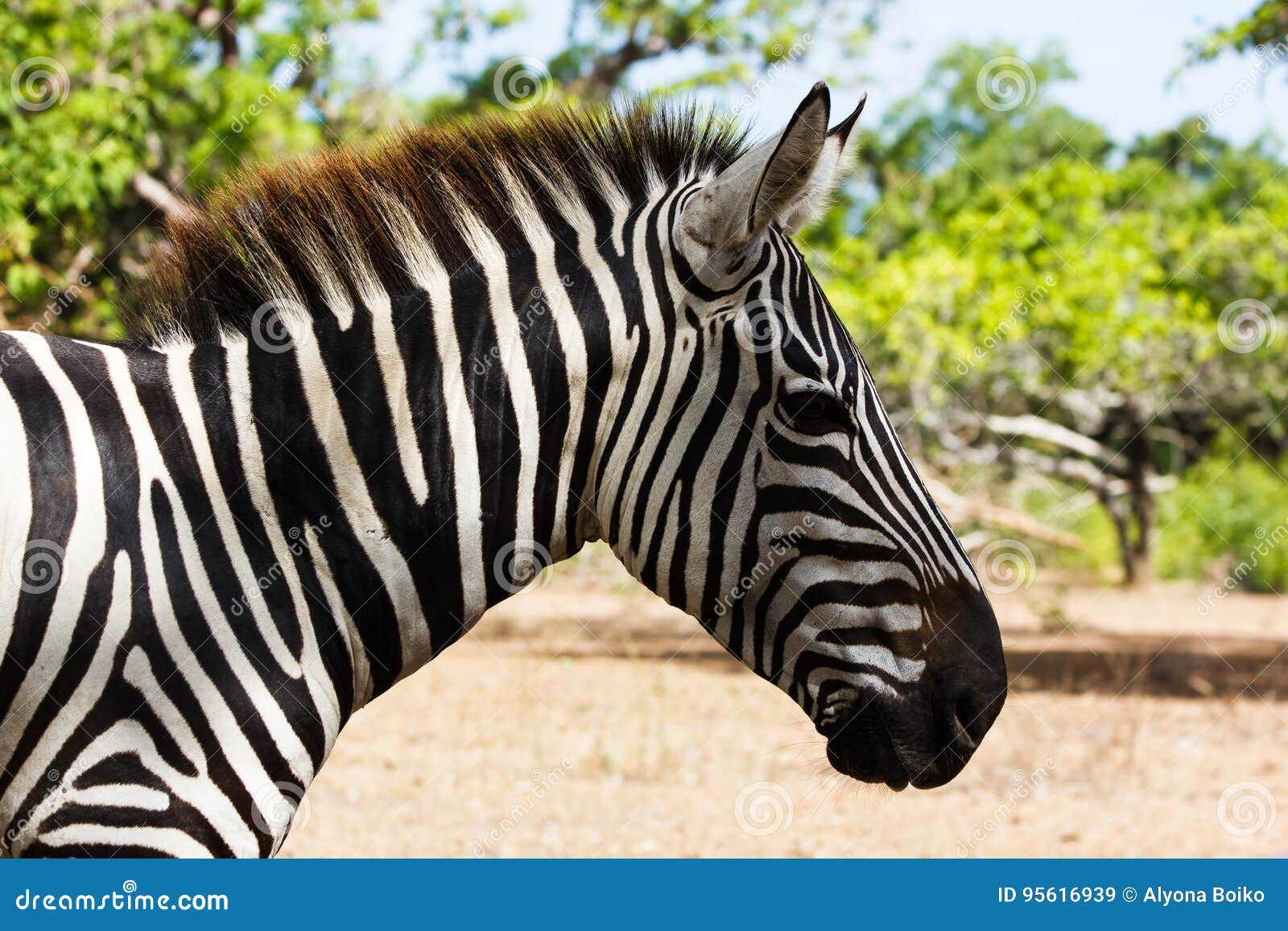 Profile Head of an African Zebra, Calaut Park, Corong, Philippines ...