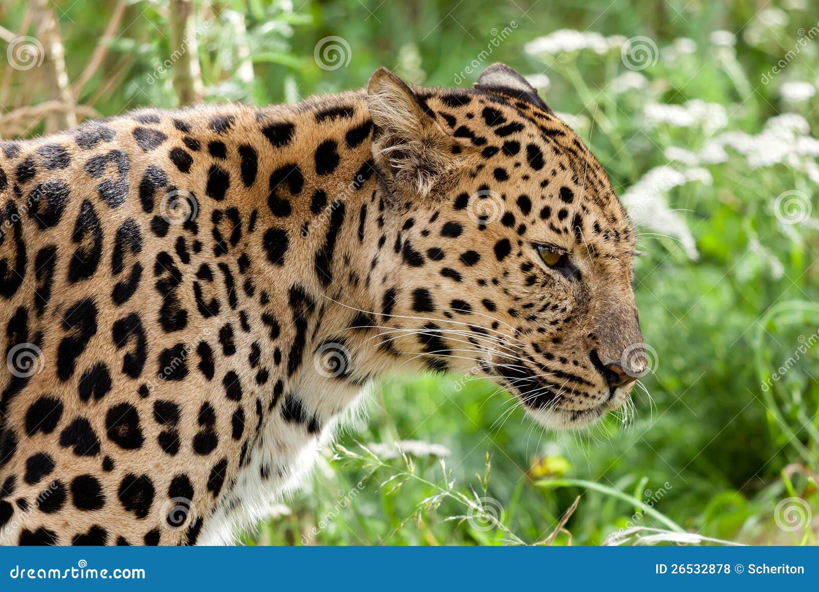 Profile Head Shot of Back Lit Amur Leopard Stock Photo - Image of ...