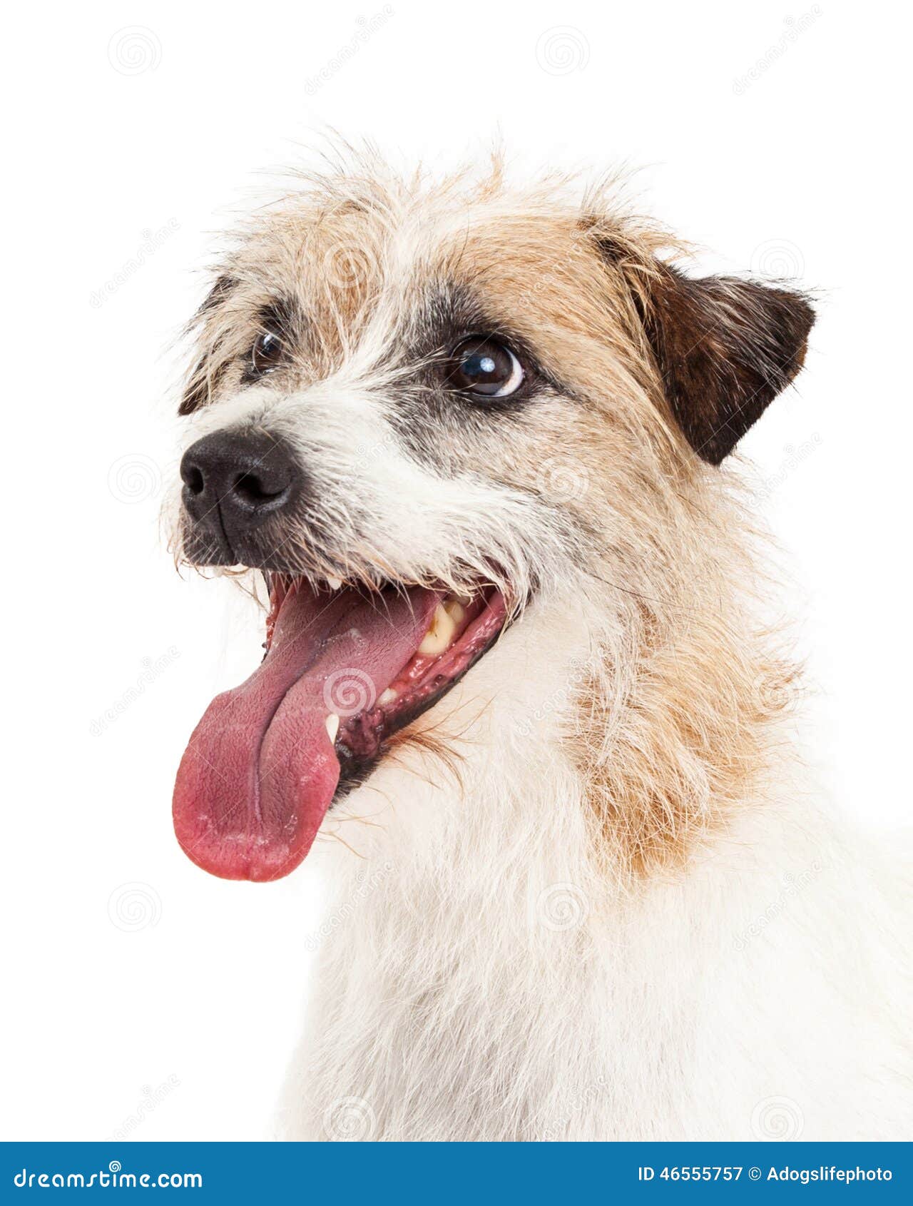 Profile Head Shot of Jack Russell Terrier Dog Stock Image - Image of ...