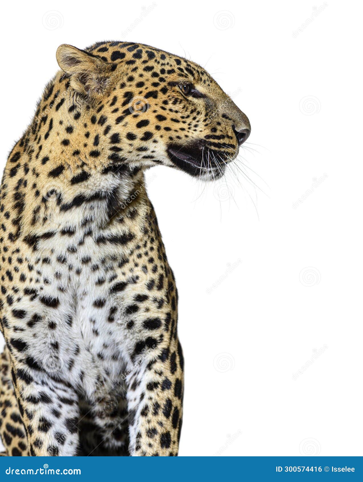 Profile Head Shot of a Spotted Leopard Looking Right, Isolated on White ...