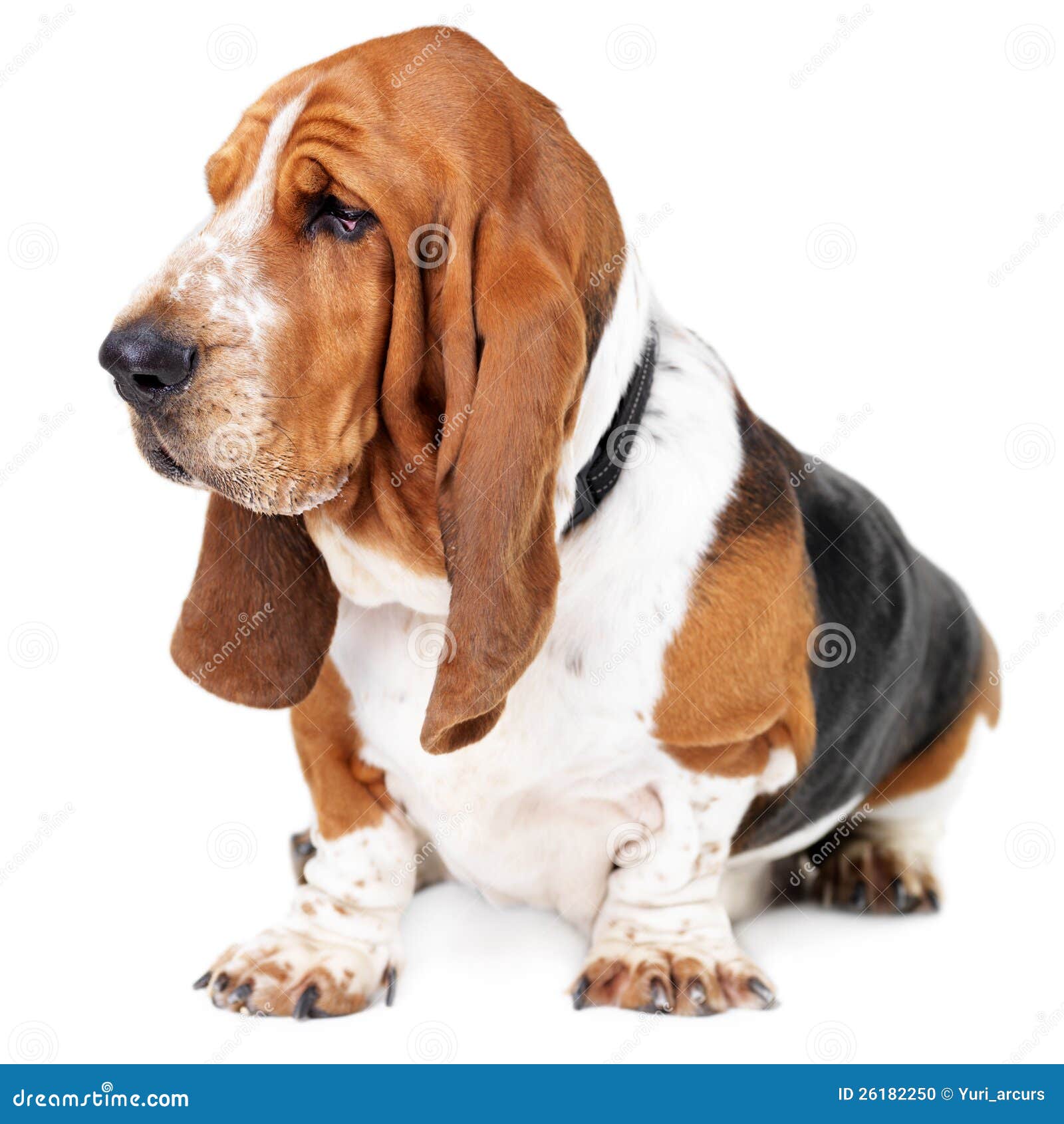Profile of a Healthy Basset Hound Stock Photo - Image of cute, groomed ...
