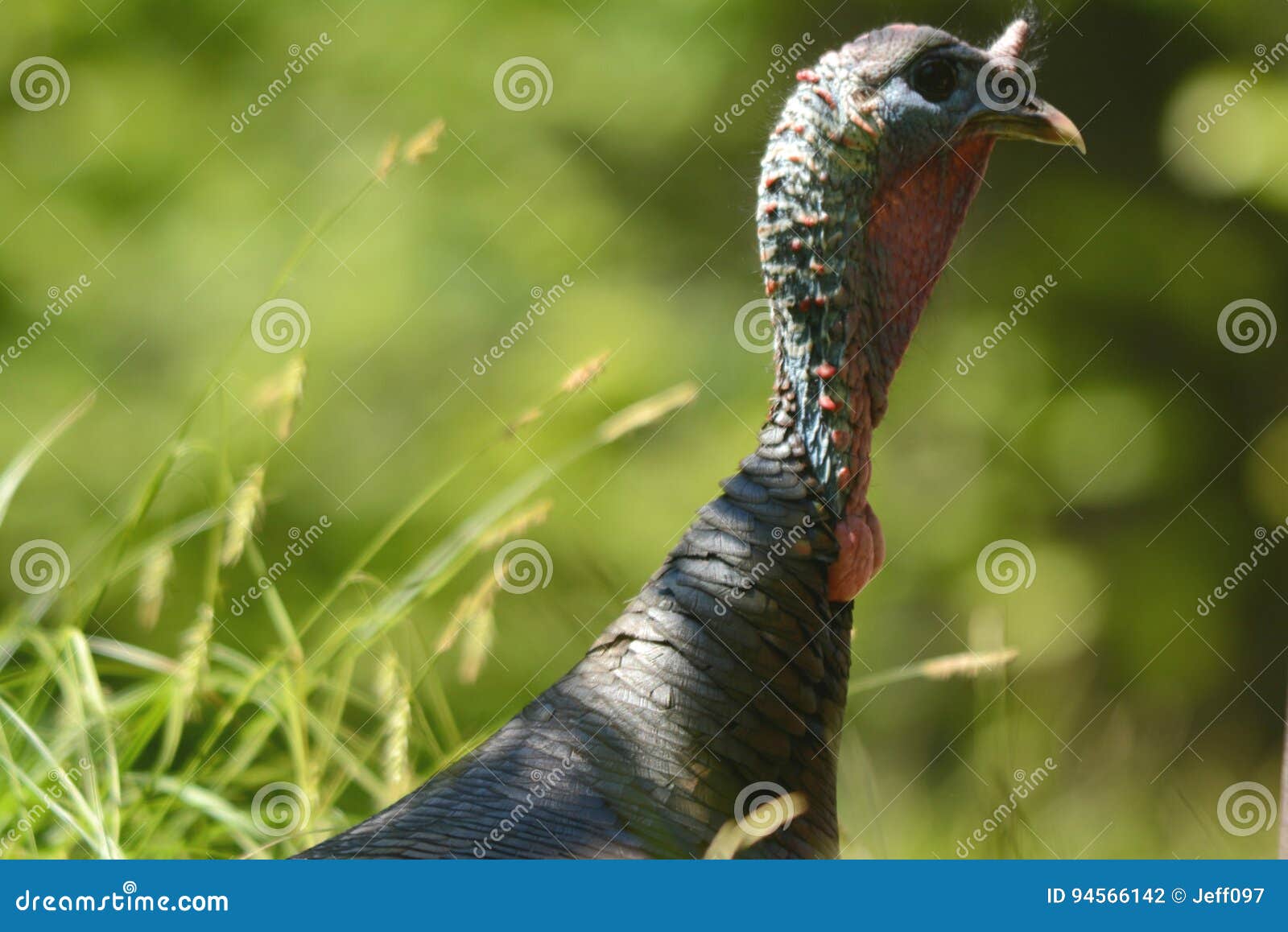 Profile of Hen Wild Turkey in Tall Grass Stock Photo - Image of avian ...