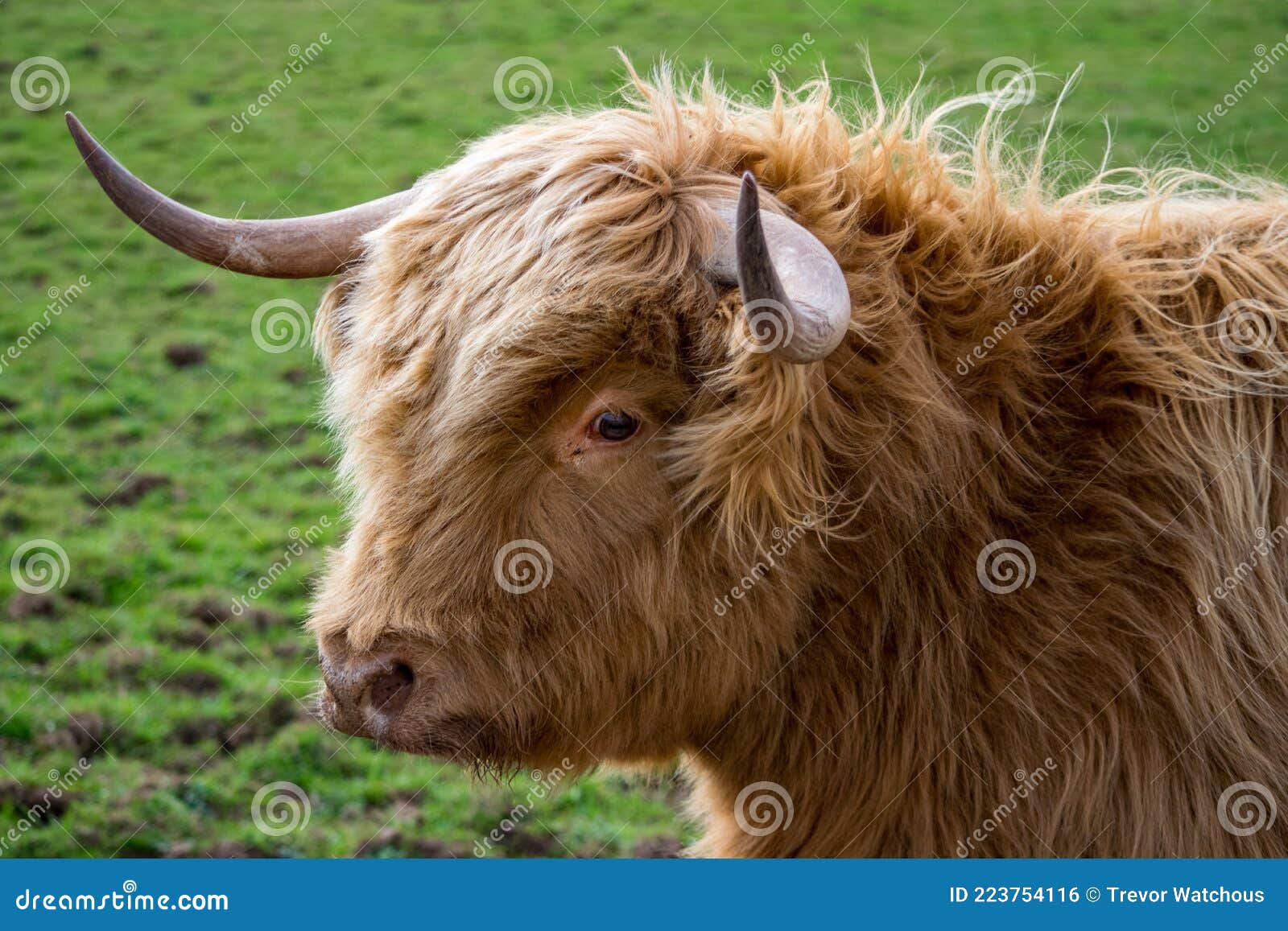 Profile Of Highland Cow Eating Straw From Cattle Feeder Stock Photo ...