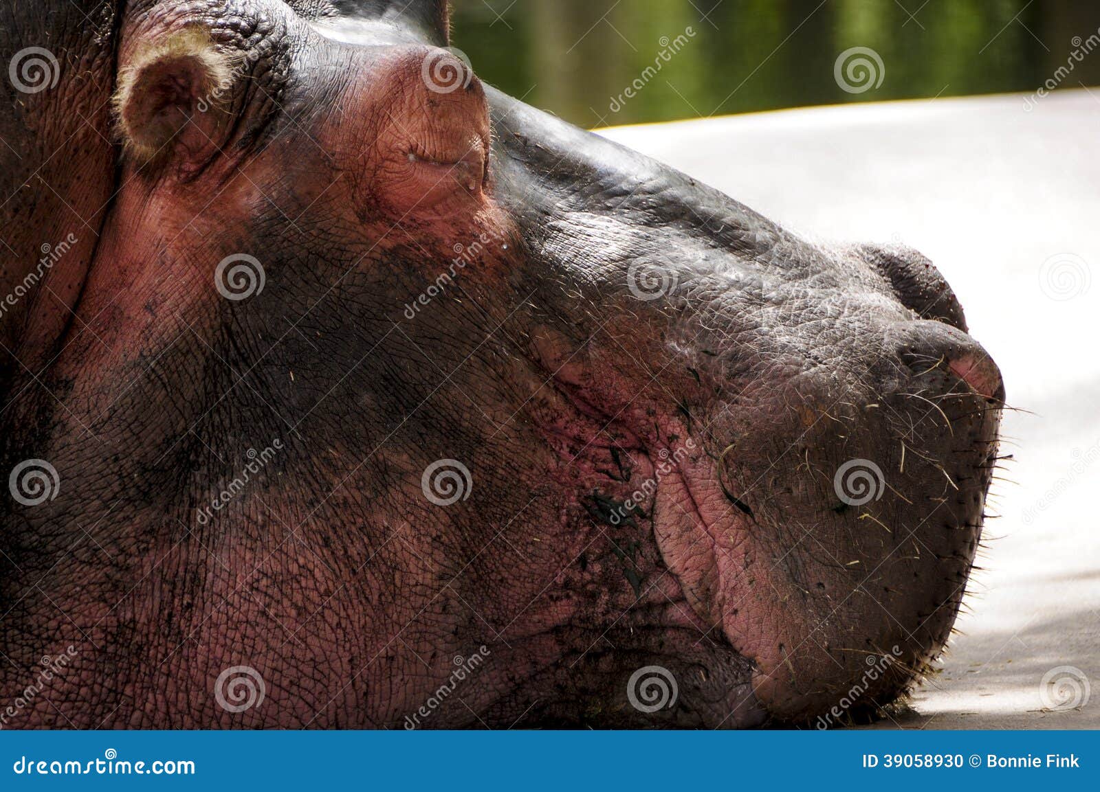 Profile of a Hippopotamus stock photo. Image of florida - 39058930