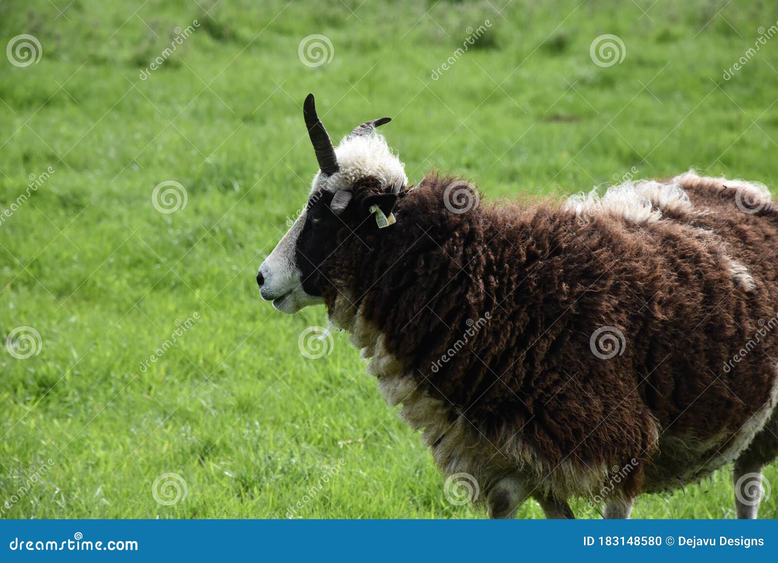 Side Profile of a Horned Sheep in a Field Stock Photo - Image of ...