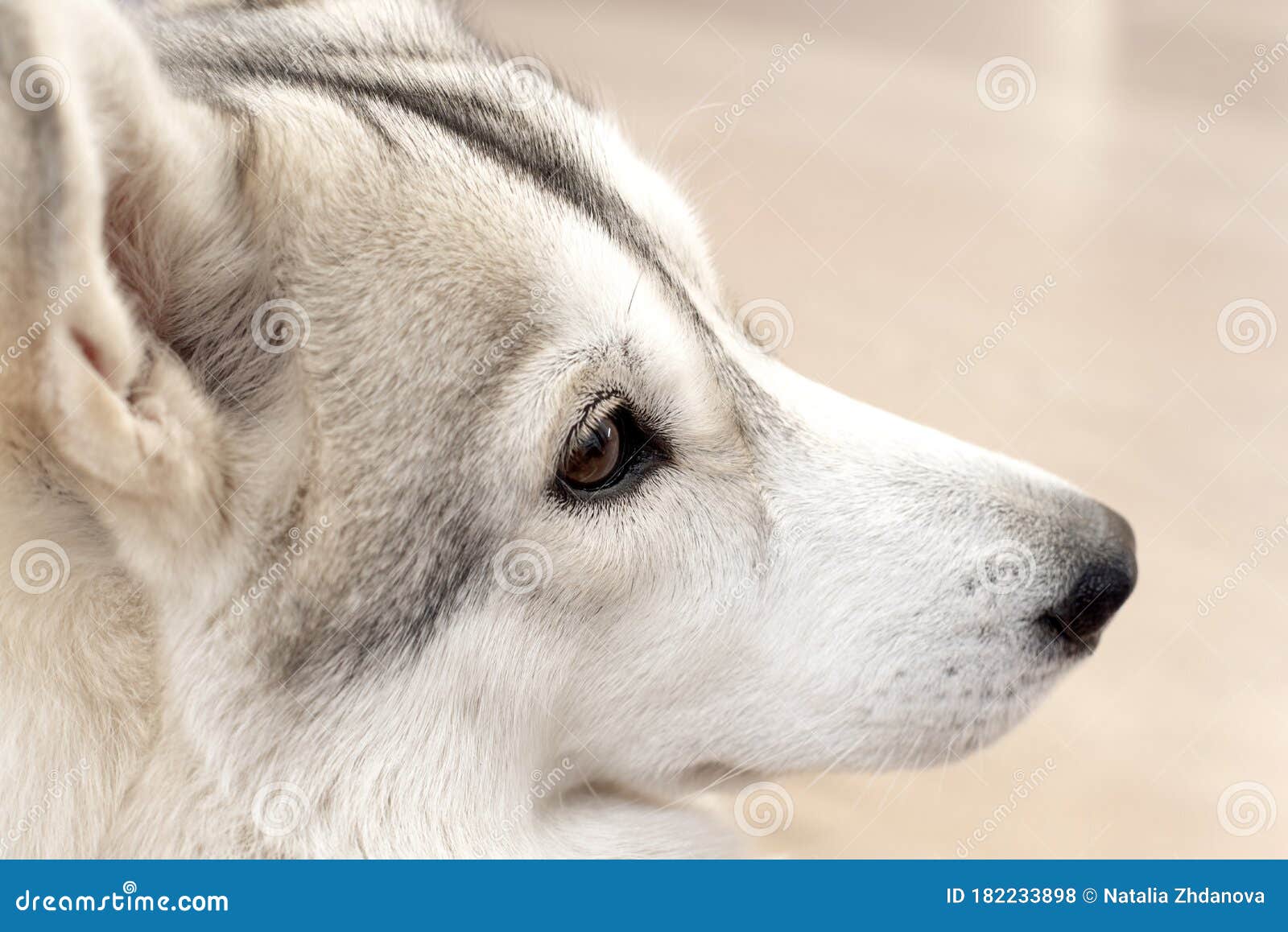Profile Husky Head Close-up White and Grey Stock Photo - Image of ...