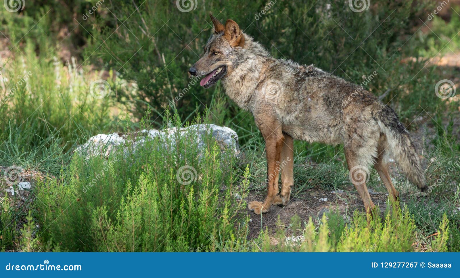 Iberian Wolf in the Bush Looking To the Left of the Frame Stock Image ...