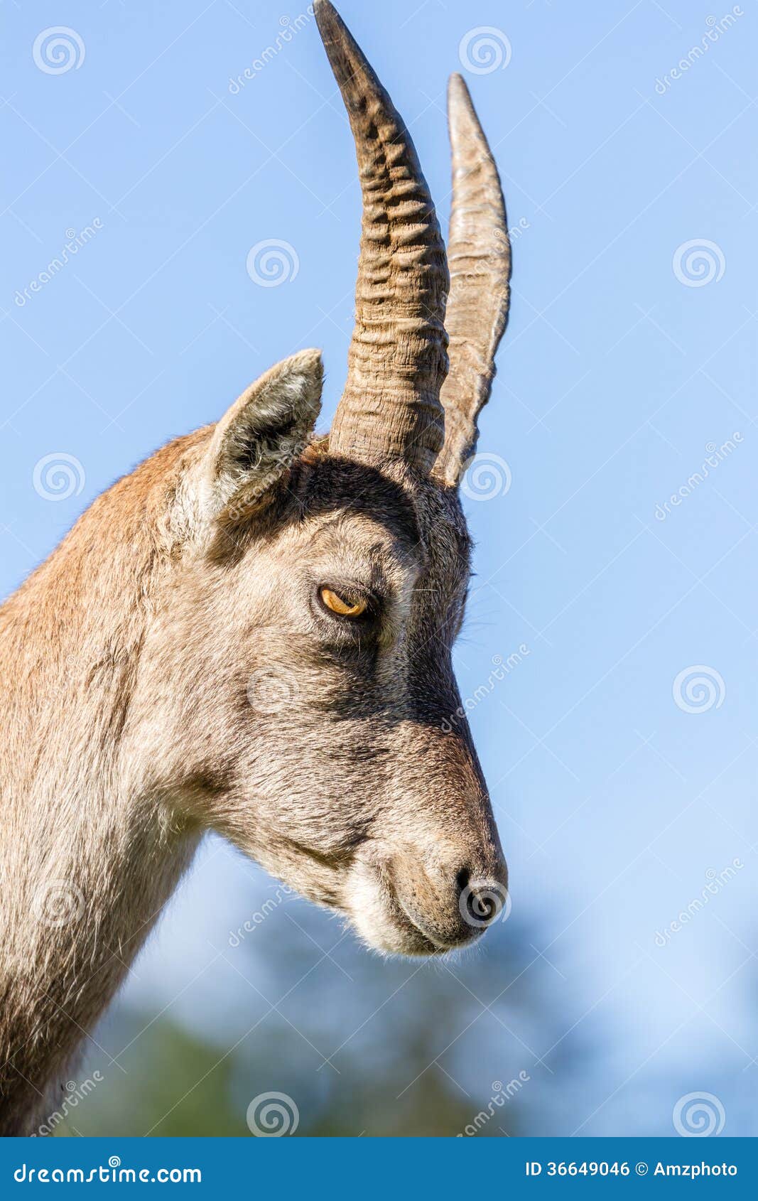 Profile of an Ibex doe stock photo. Image of germany - 36649046