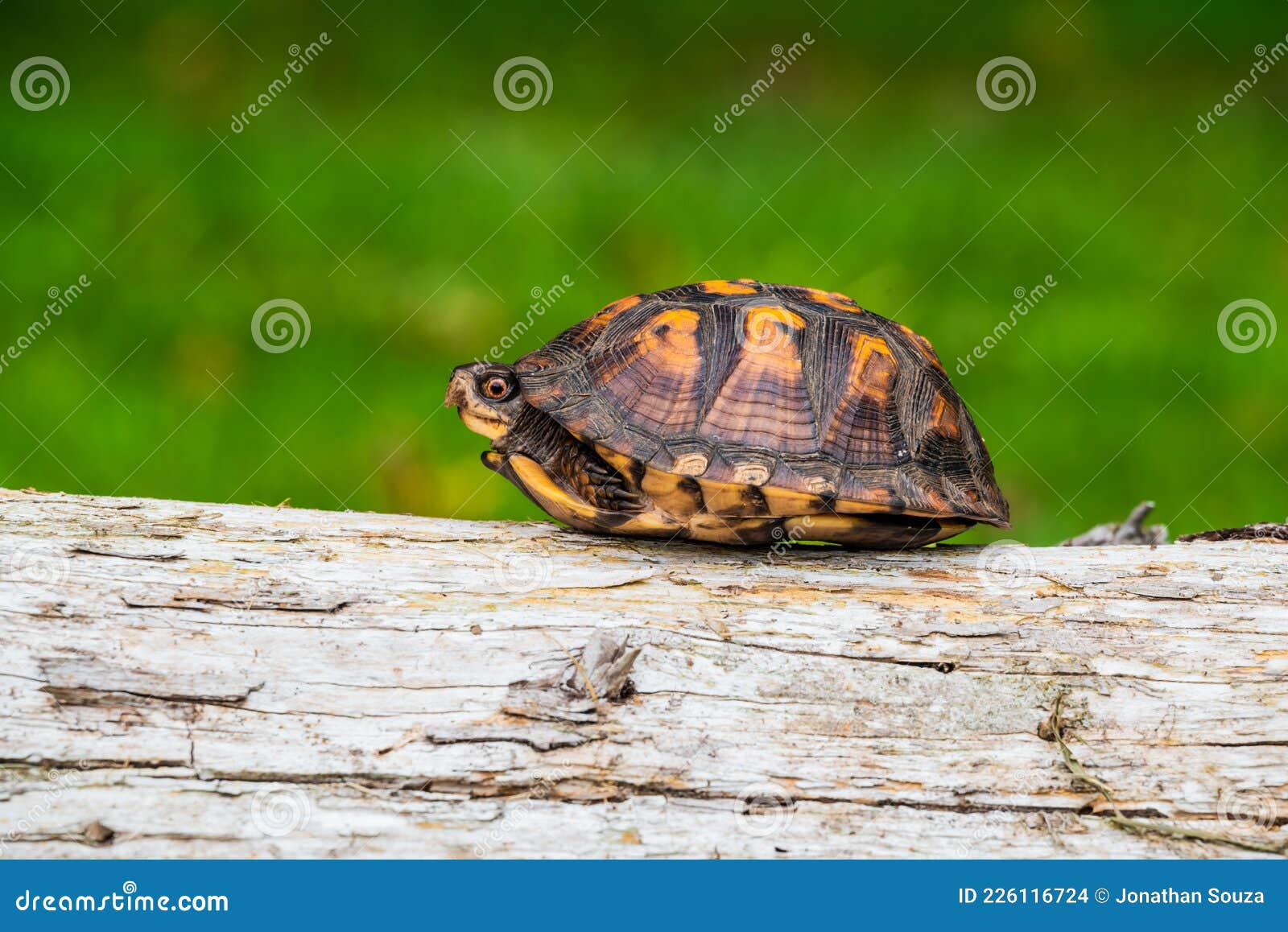 A Turtle Sitting In Front Of A Laptop, Wearing Glasses, With A Plain ...