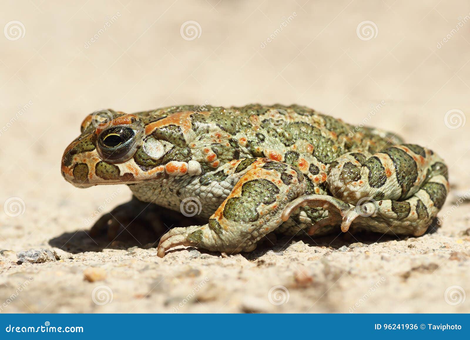 Profile Image of Green Toad Stock Photo - Image of close, length: 96241936