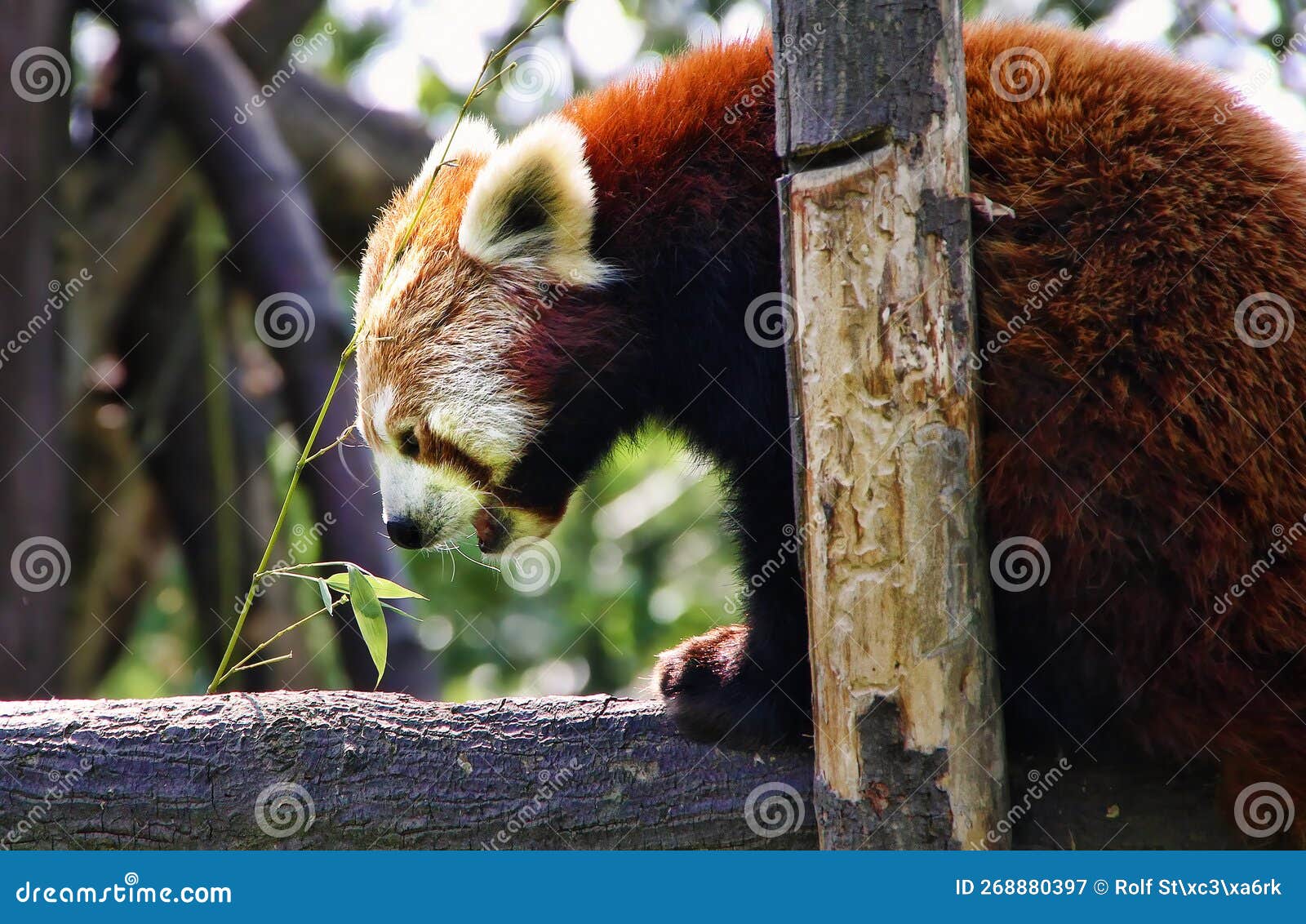 Profile Image of a Red Panda on a Log Stock Image - Image of ailuridae ...