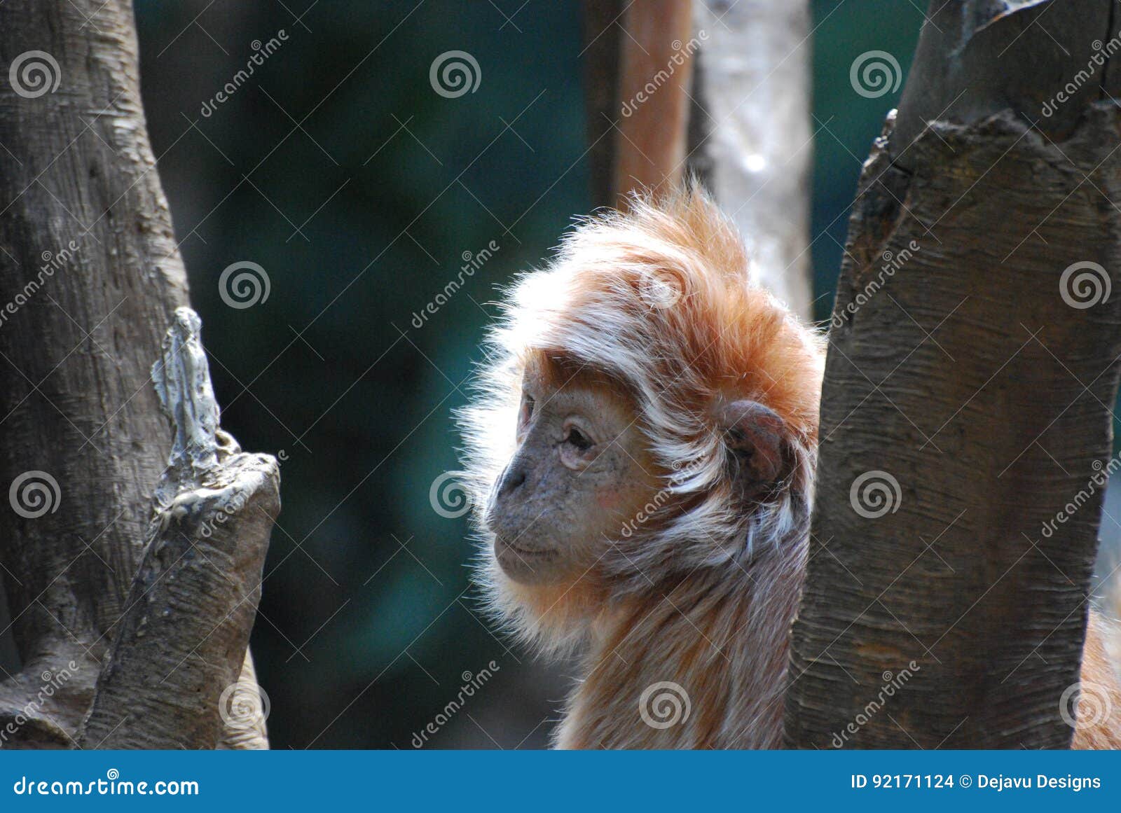 Profile of a Javan Langur Monkey in a Tree Stock Photo - Image of ...