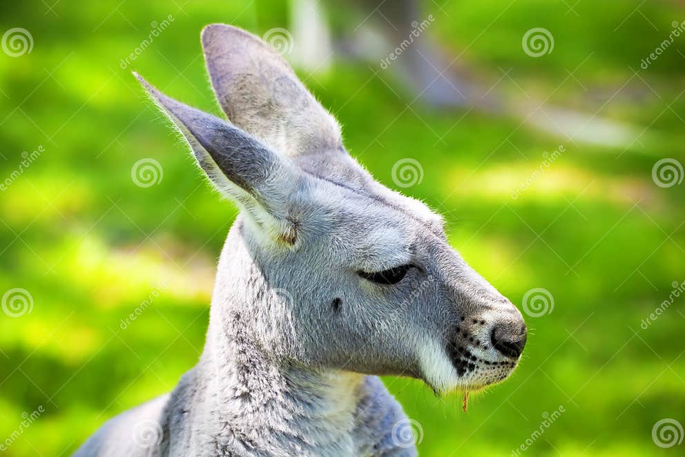 Profile kangaroo stock photo. Image of hairy, beauty - 24704762