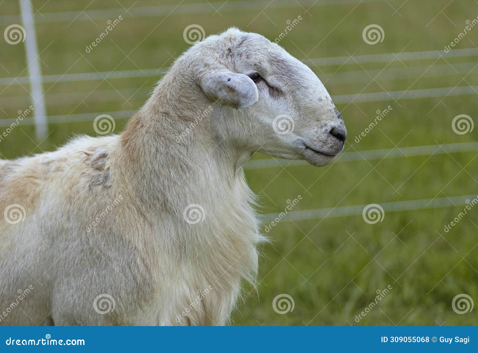 Profile of a Katahdin Sheep Ram Stock Photo - Image of animal, country ...