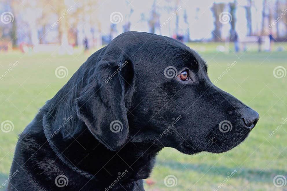 Profile labrador dog stock photo. Image of love, material - 59564128