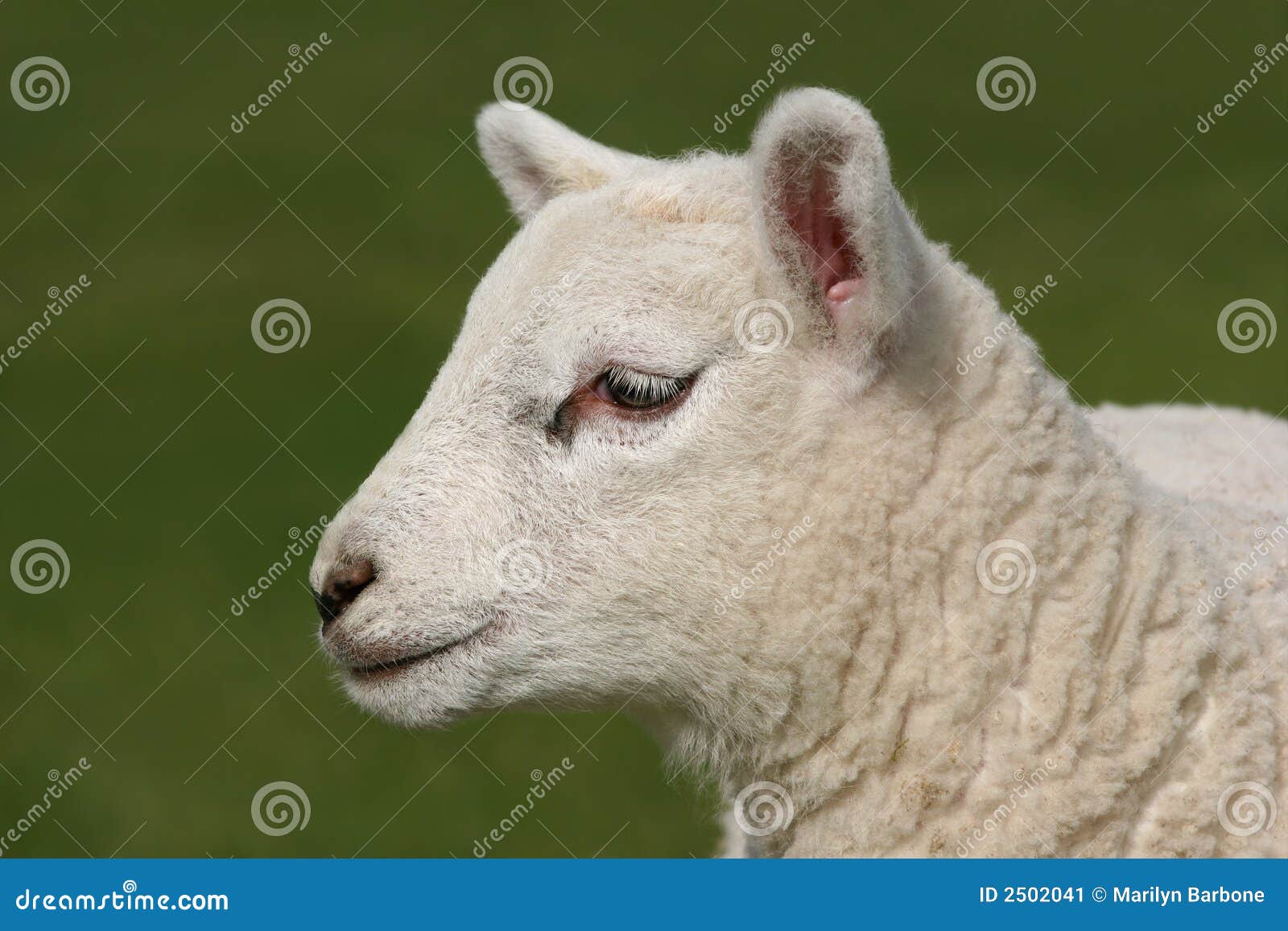 Profile Of A Lamb Picture. Image: 2502041
