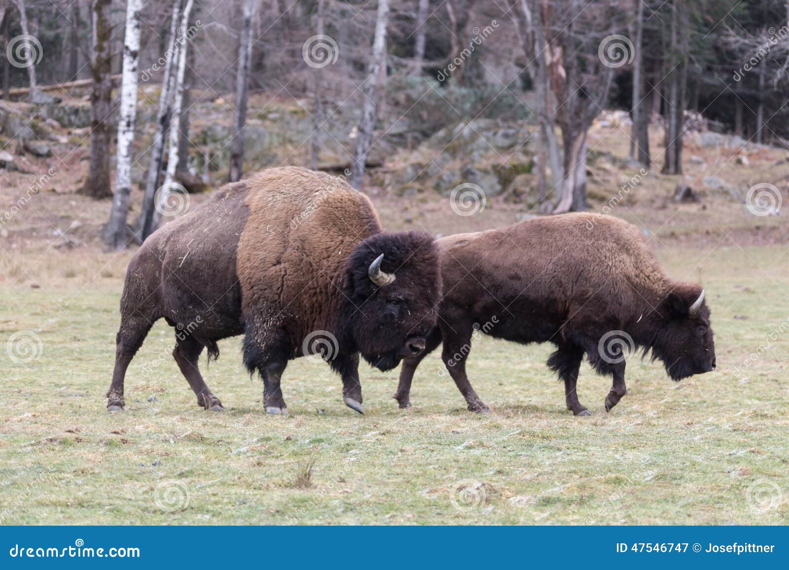 Profile of a Large American Field Buffalo Stock Image - Image of head ...