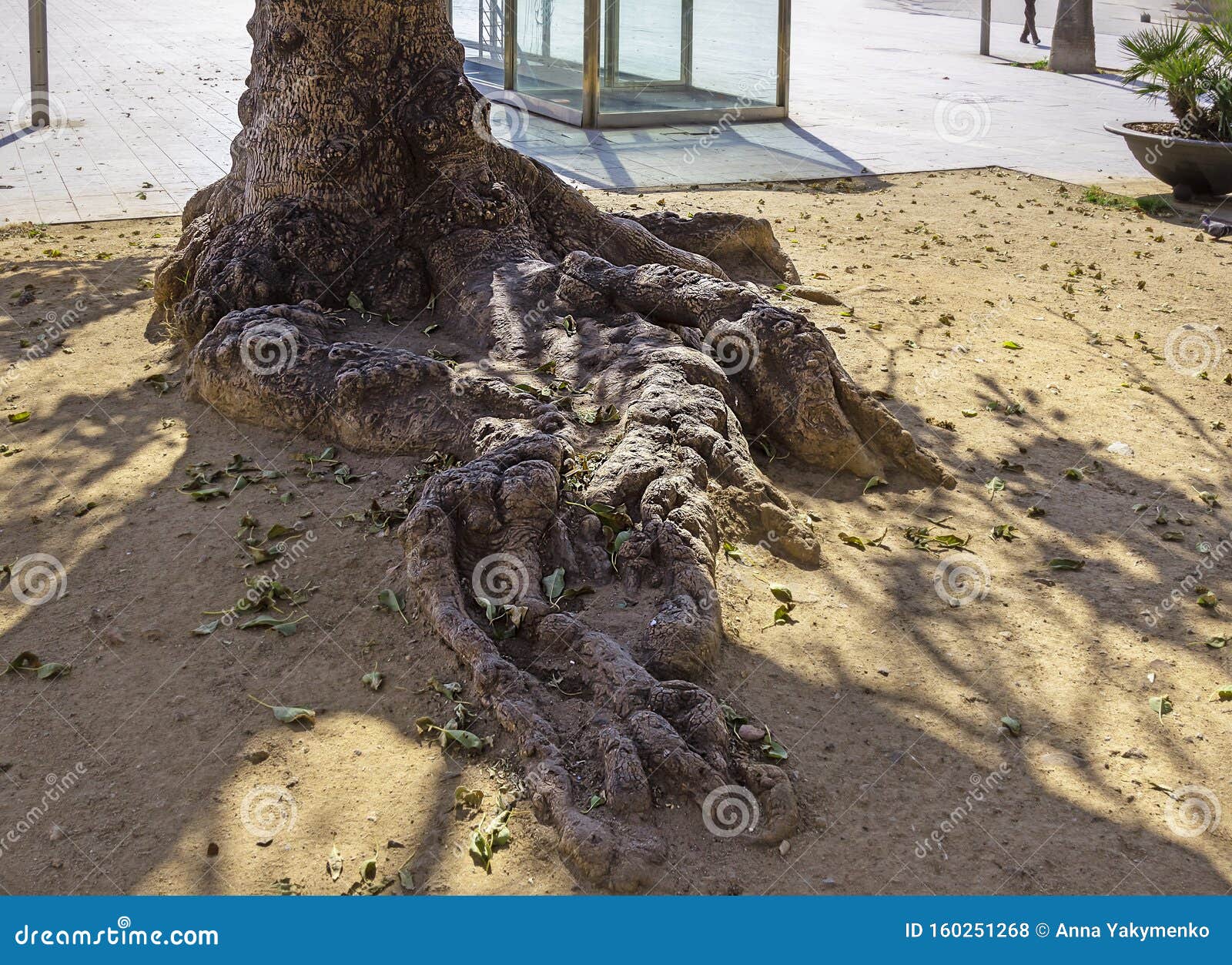 Profile of a Large Tree Root with Shadows from the Trunk and Branches ...