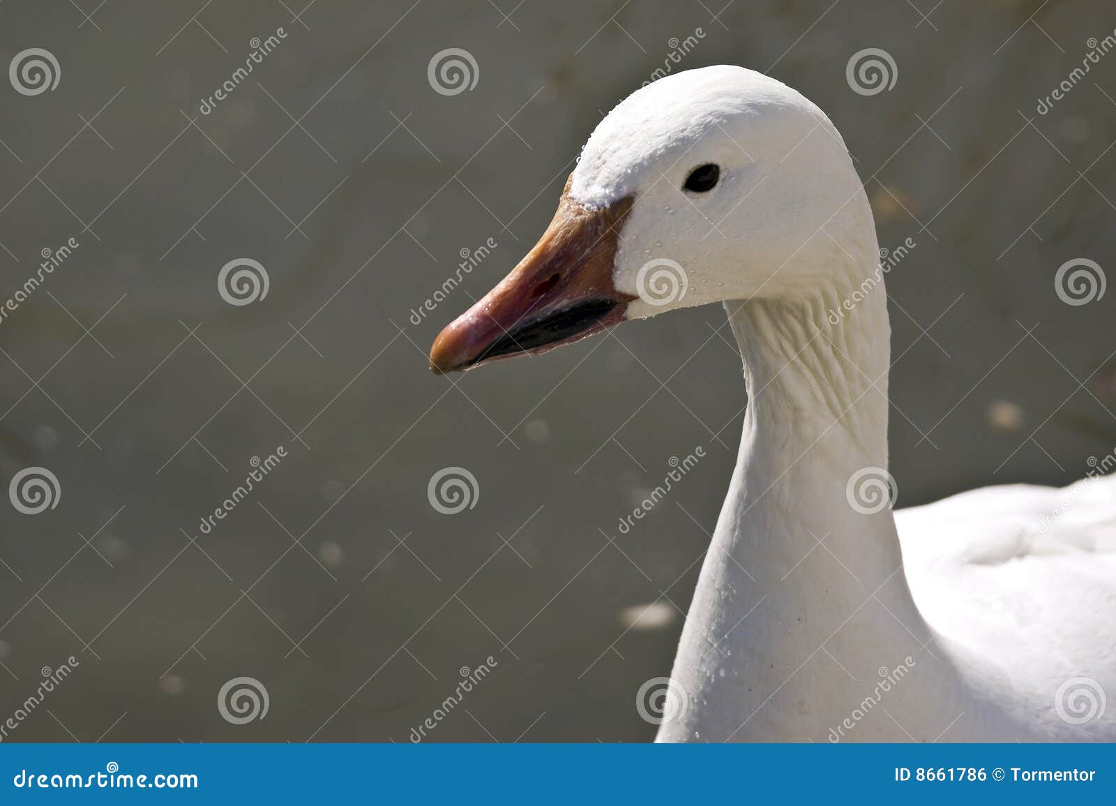Profile of a Lesser Snow Goose (Chen Caerulescens) Stock Photo - Image ...