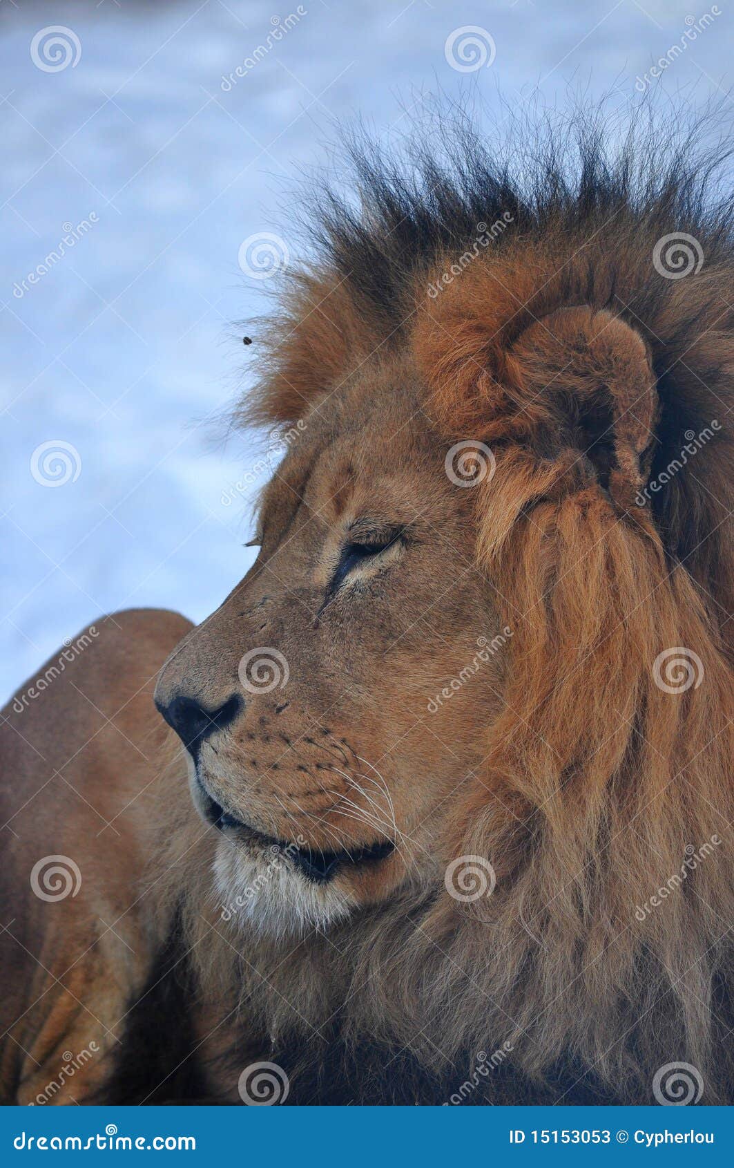 Profile of a Lion at the Calgary Zoo Stock Image - Image of animal ...