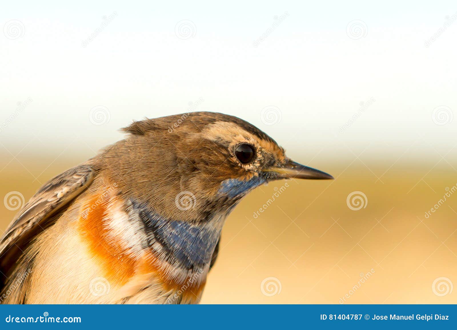 Profile of a Little Wild Bird Stock Image - Image of closeup, bird ...