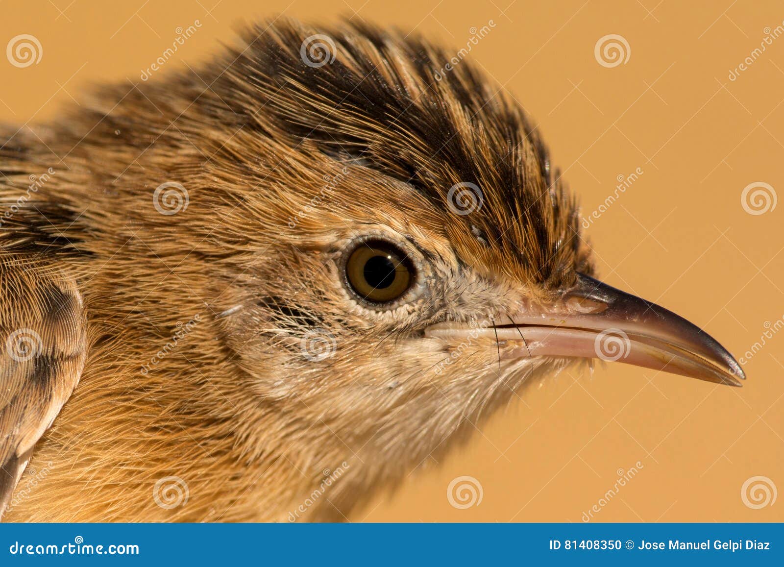 Profile of a Little Wild Bird Stock Photo - Image of little, bird: 81408350