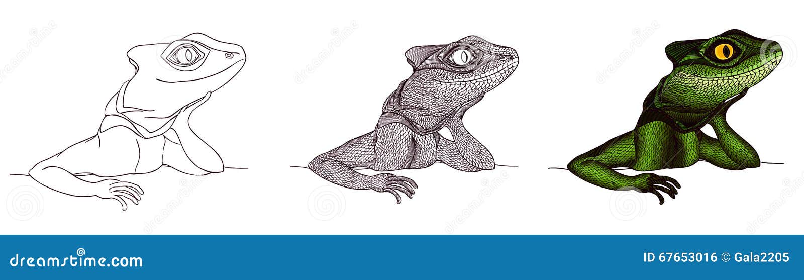 Profile Lizard. Hand drawn stock illustration. Illustration of fauna ...