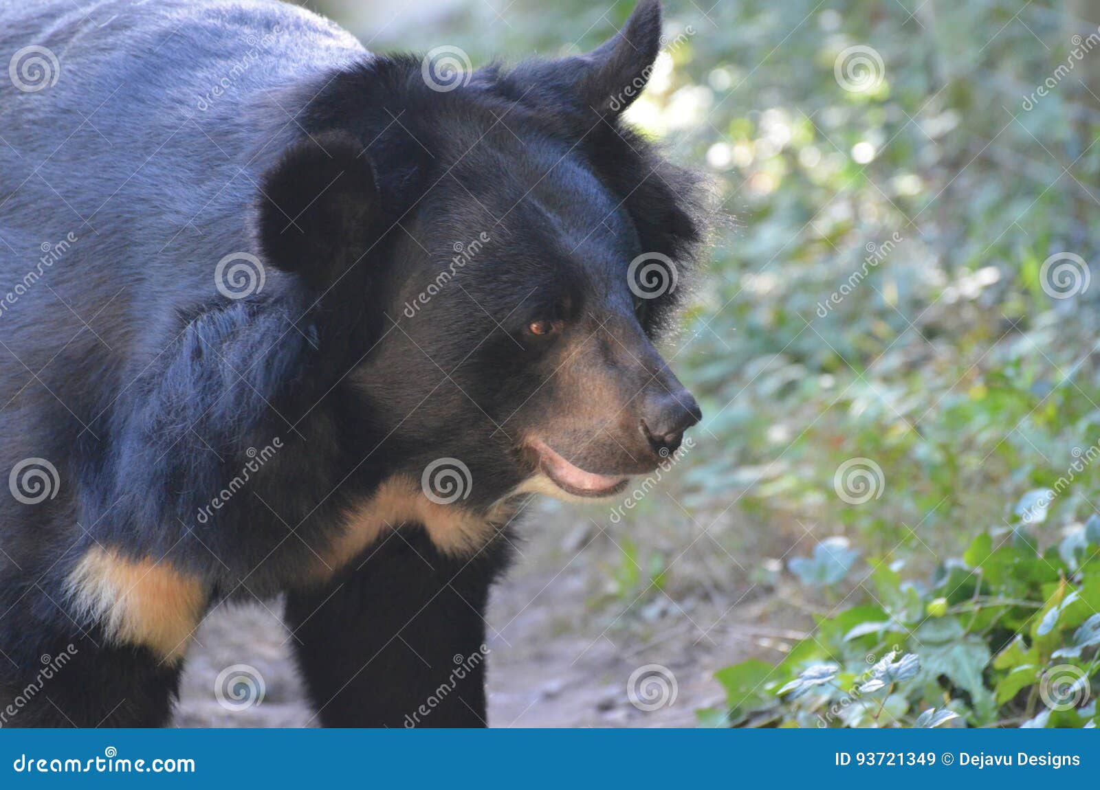 Profile Look at a Black Malayan Sun Bear Stock Image - Image of nature ...