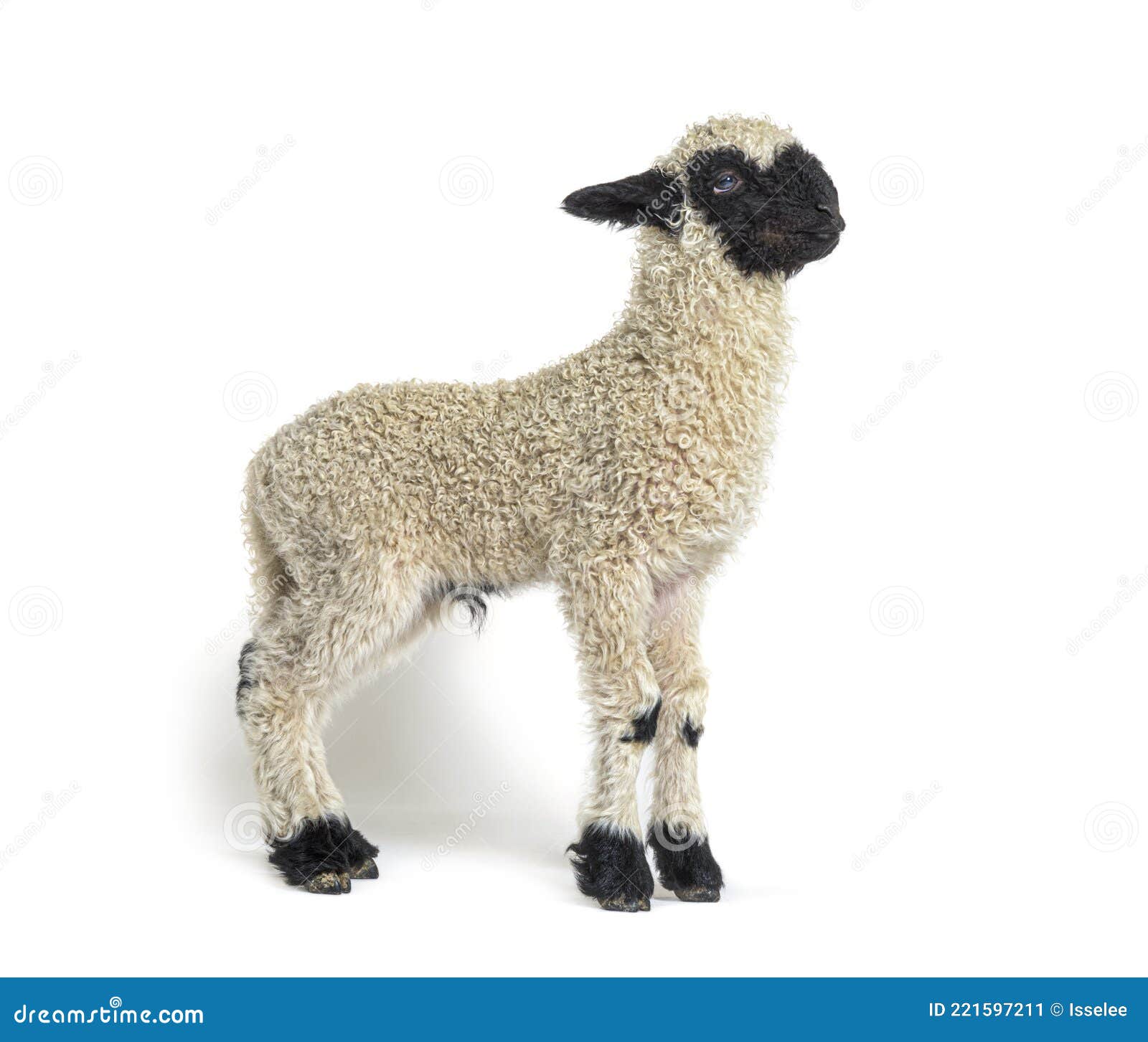 Profile of a Lovely Lamb Valais Blacknose Sheep Three Weeks Old Stock ...