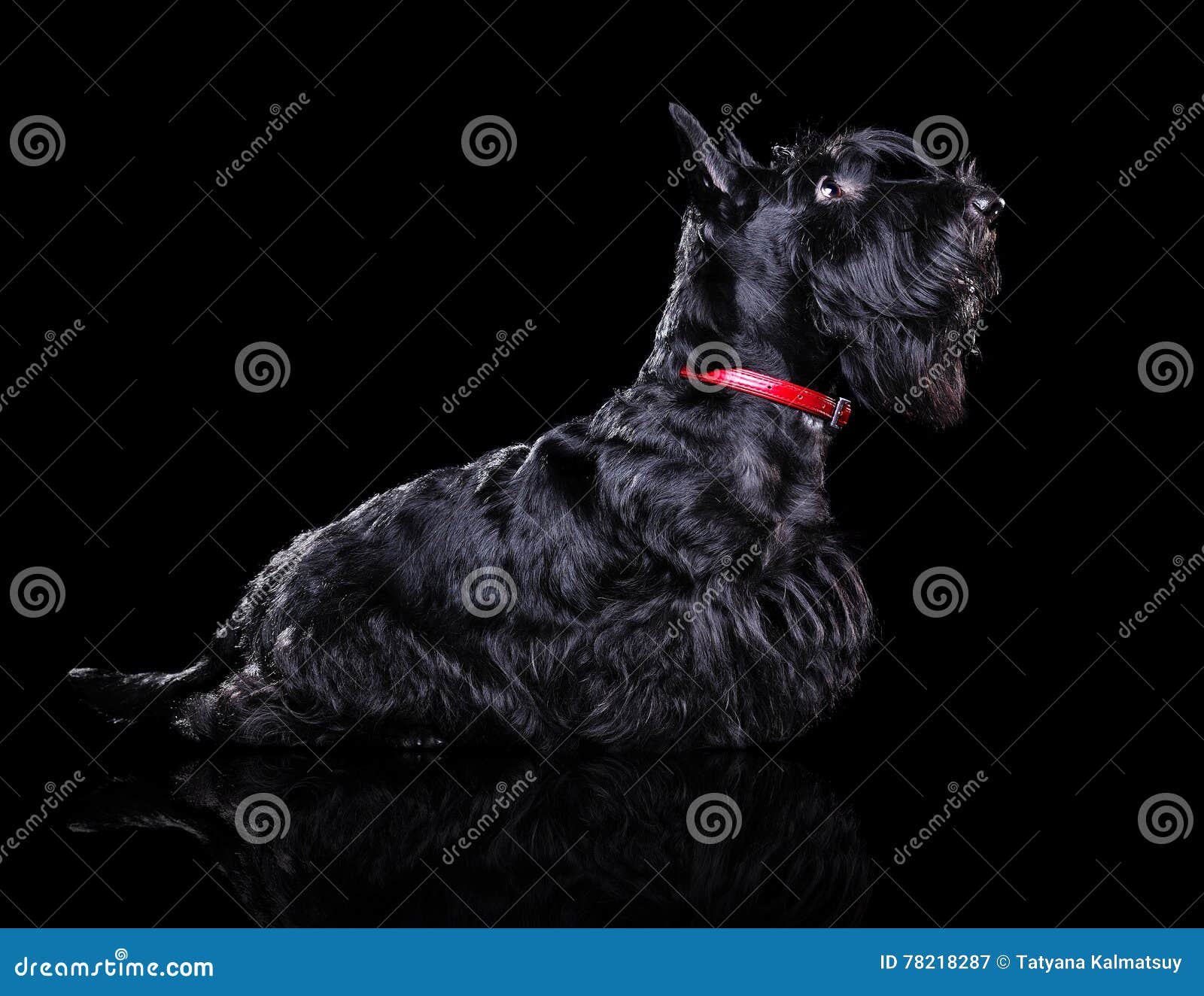 Profile Low Key Silhouette Portrait of a Scottish Terrier Stock Image ...