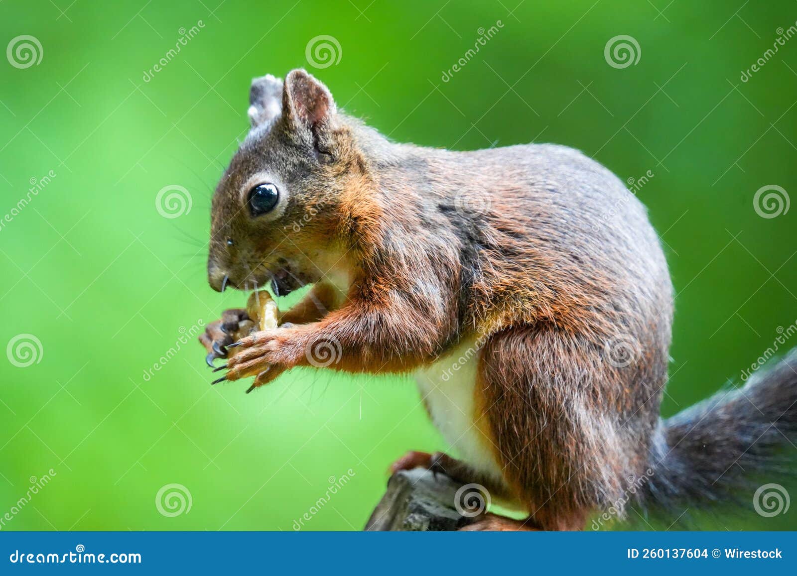 Profile Macro View of a Mount Graham Red Squirrel Eating Stock Photo ...