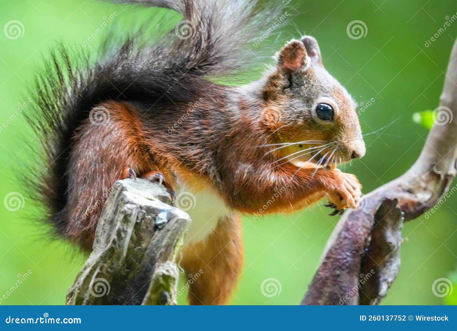 Profile Macro View of a Mount Graham Red Squirrel Standing at the ...
