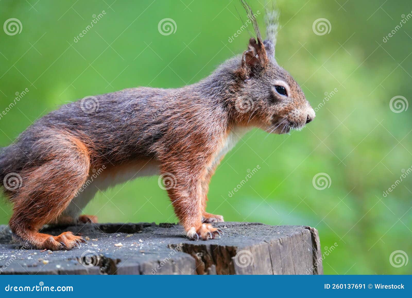 Profile Macro View of a Mount Graham Red Squirrel Standing on a Tree ...