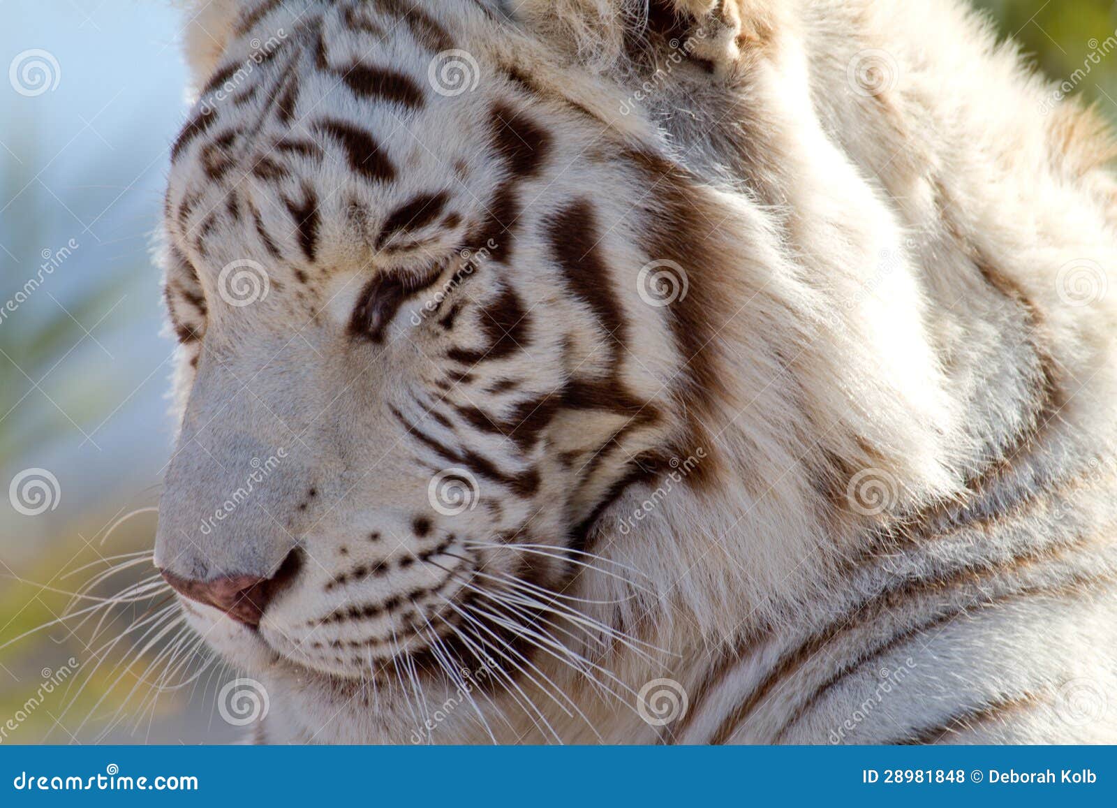 Profile of a Majestic White Tiger Stock Photo - Image of animal ...