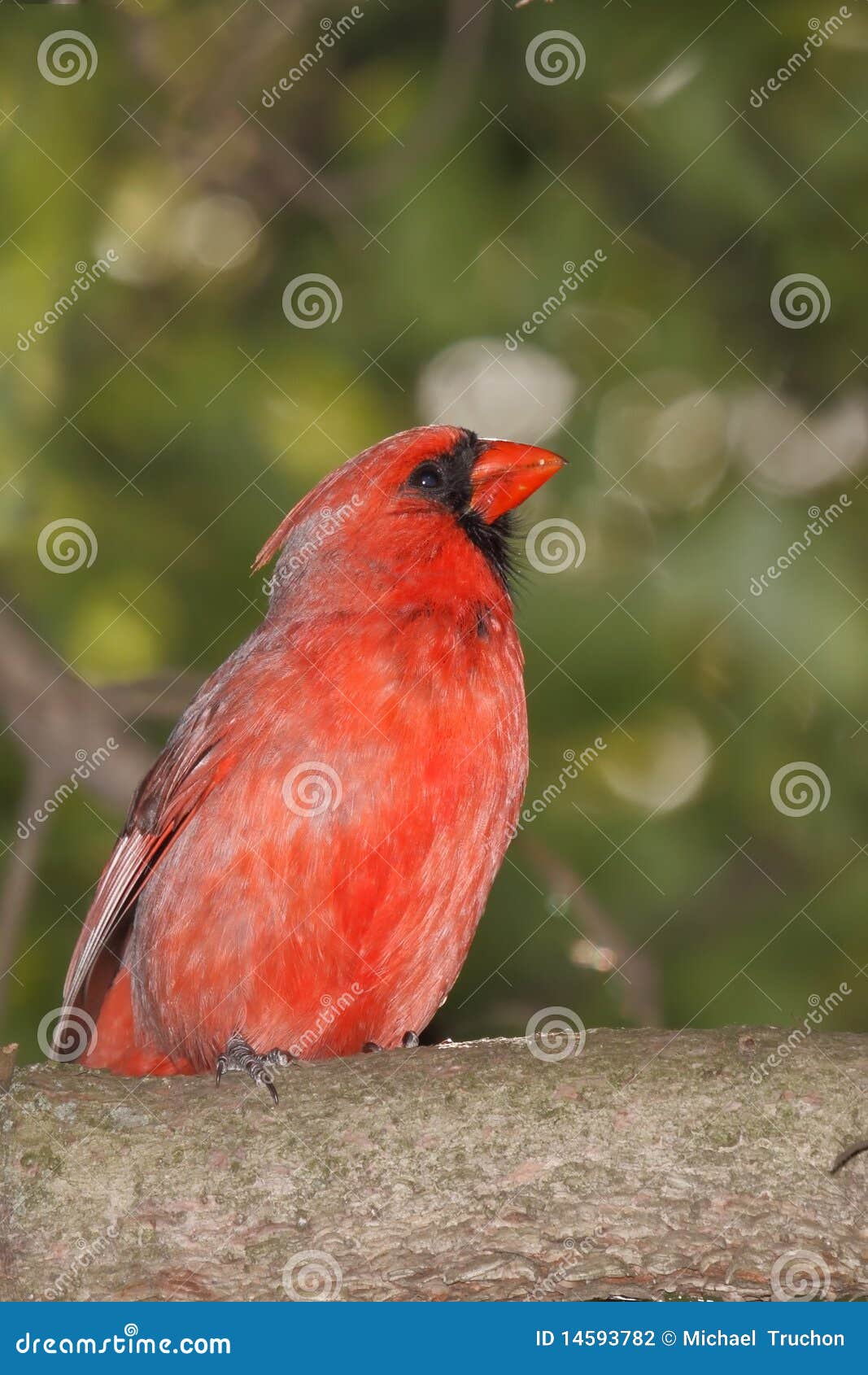 Male Cardina Stock Photos - Free & Royalty-Free Stock Photos from ...