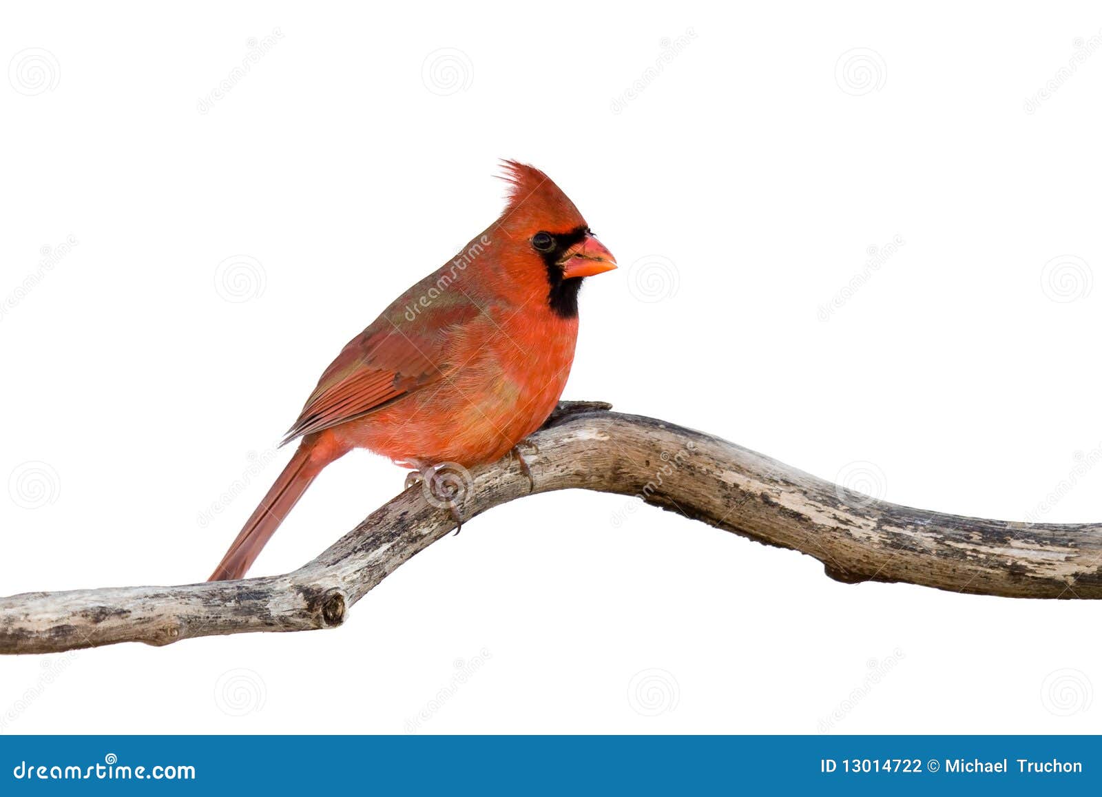 Profile of a Male Cardinal Sitting on a Branch Stock Photo - Image of ...