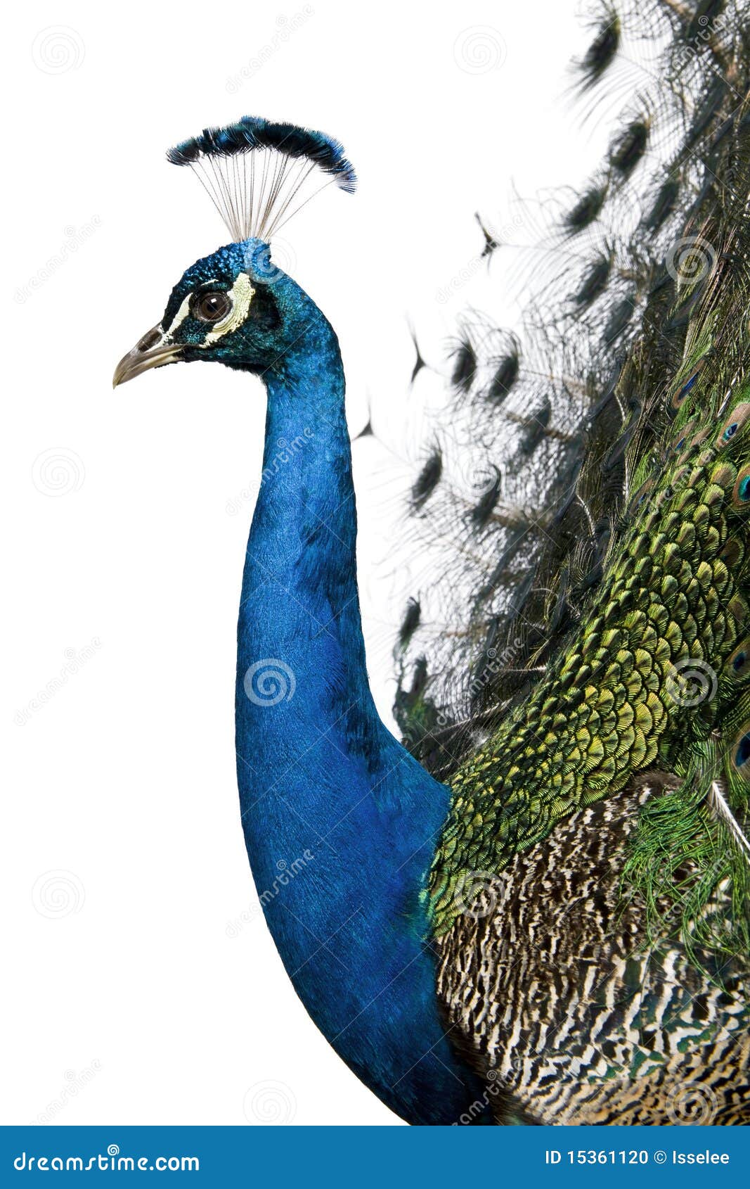 Indian Peafowl With Unfoldedtail Stock Image | CartoonDealer.com #134024677