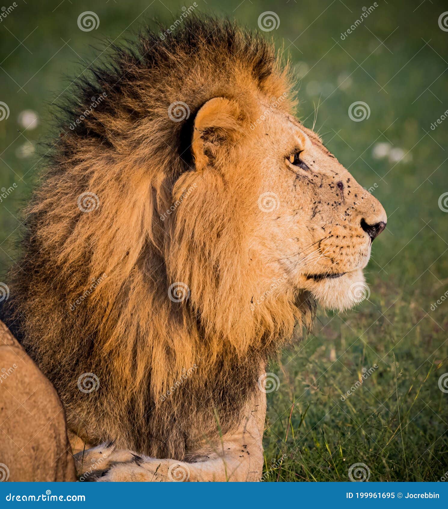Profile of Male Lion Posing in Kenya Stock Image - Image of posing ...