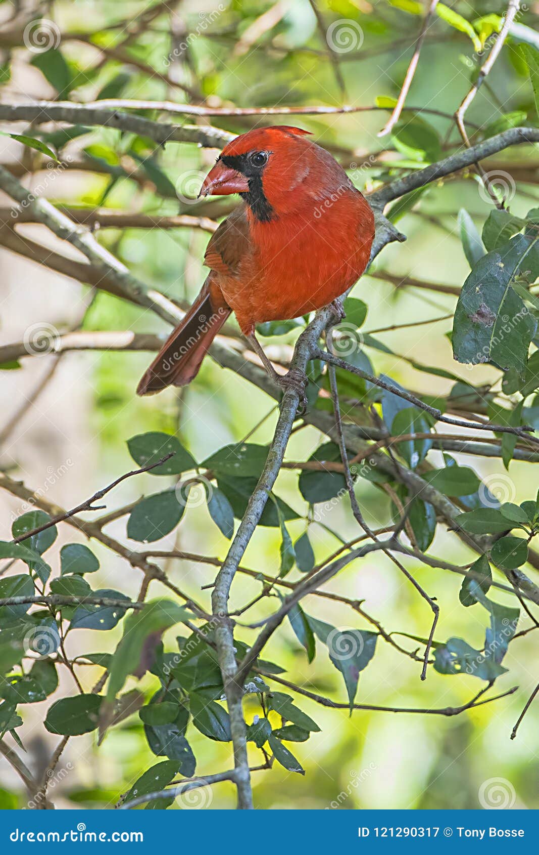 Male Red Cardinal Profile in a Tree Stock Image - Image of forest ...