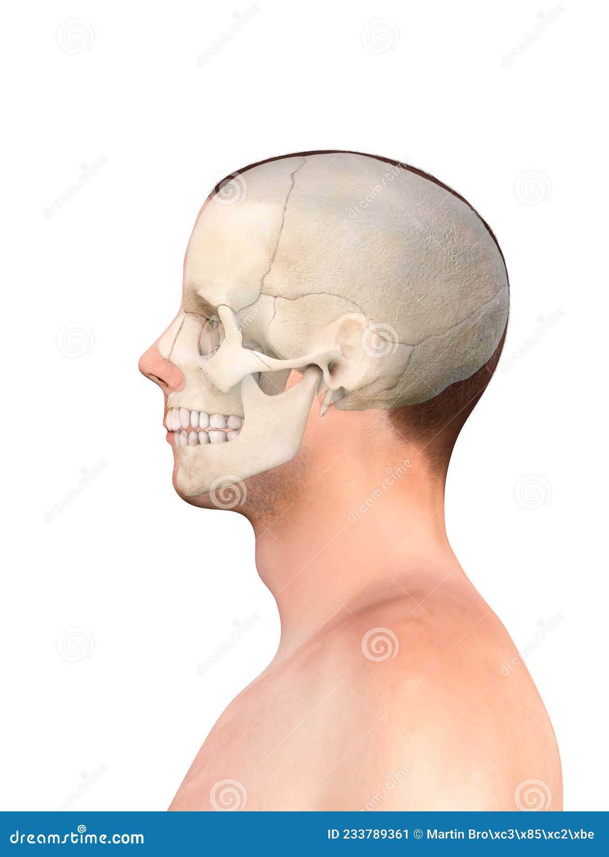 Profile of Man`s Head with Skull and Brain 3D Rendering Stock ...