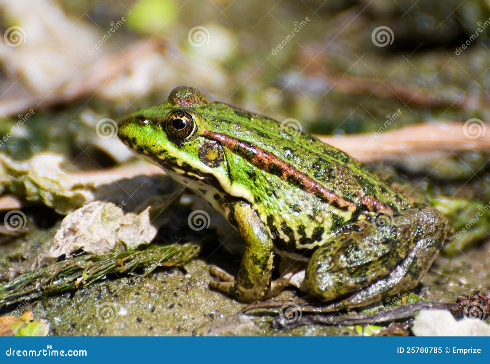 A Frog Sitting On A Stone. The Nature Of Belarus. Amphibians. Royalty ...