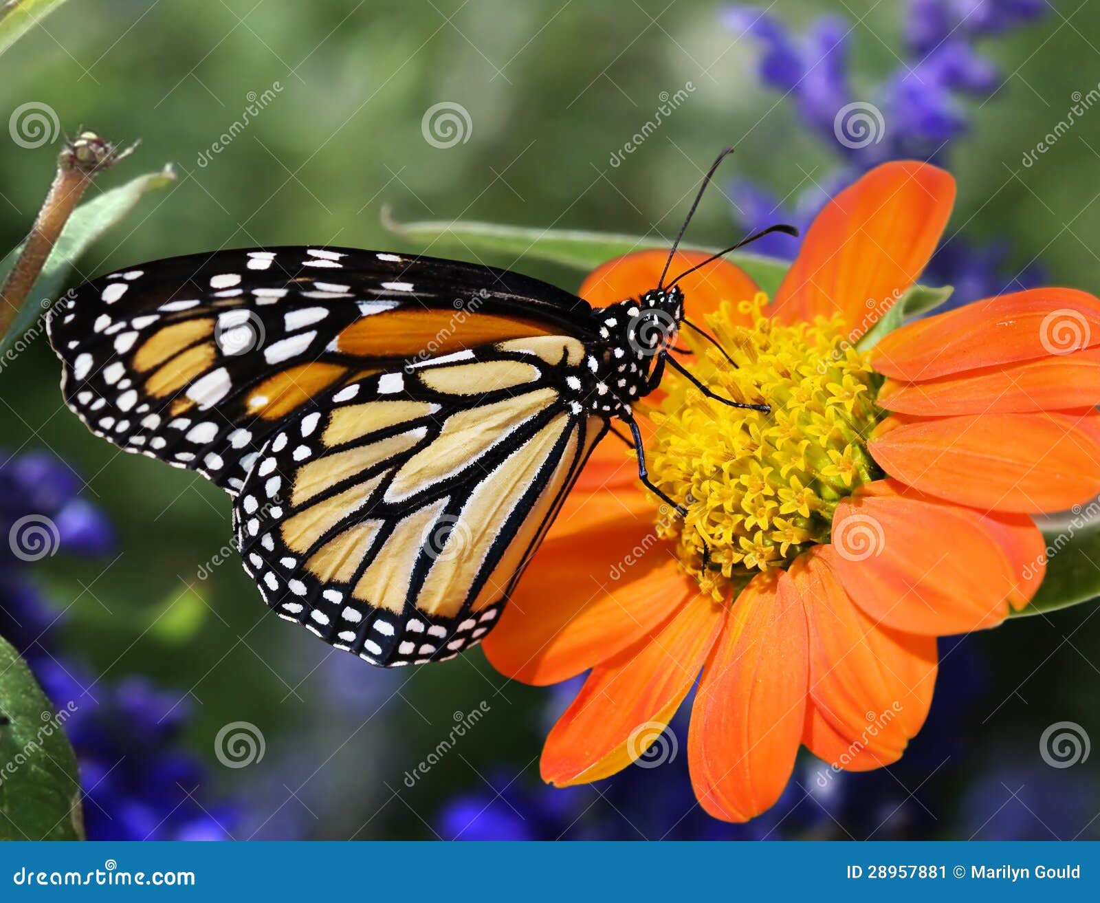 Monarch Butterfly, Isolated On White Background. Stock Image ...