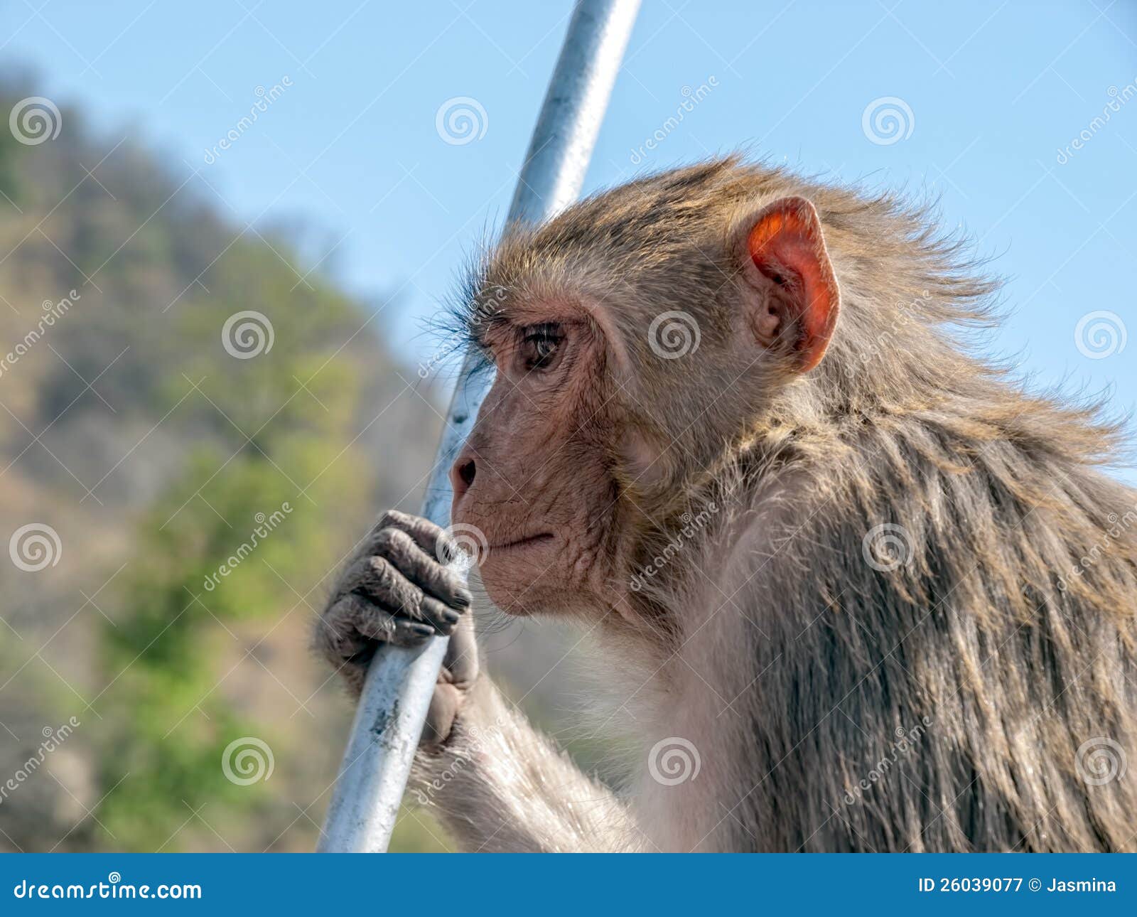 Profile of the monkey stock image. Image of mother, look - 26039077