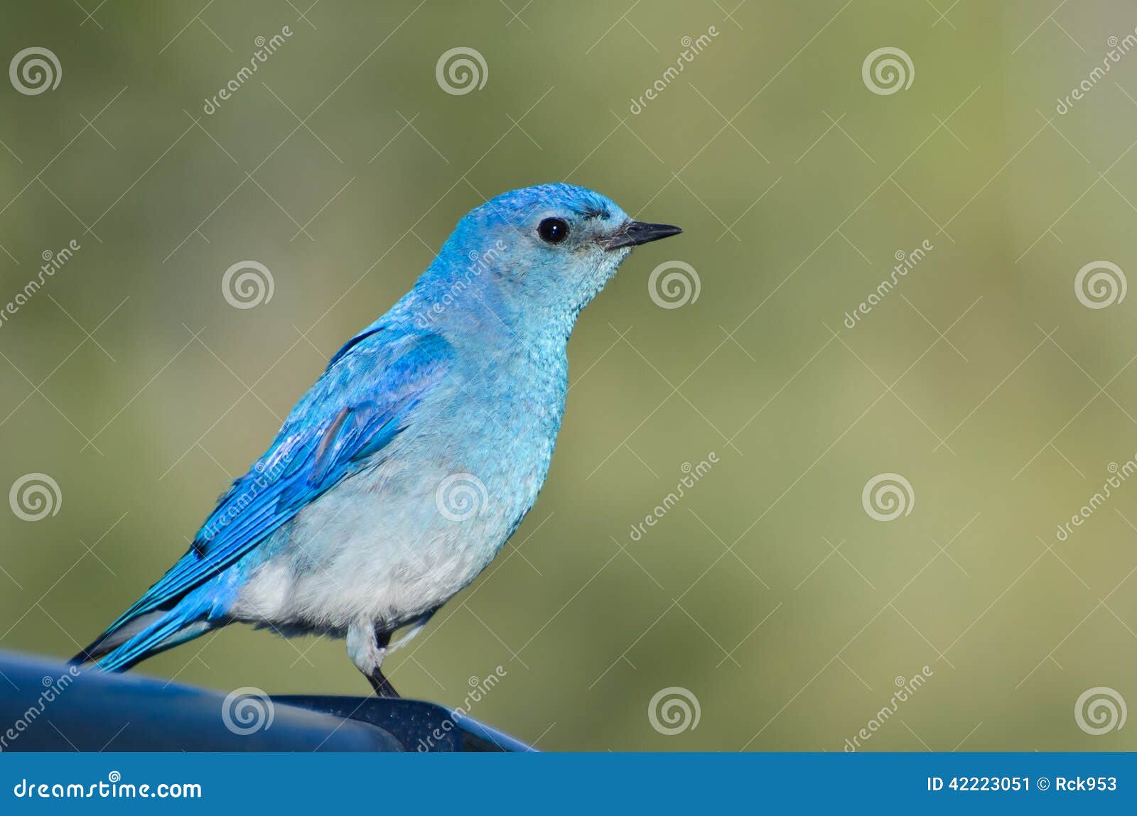 Profile of a Mountain Bluebird Stock Image - Image of mountain, nature ...