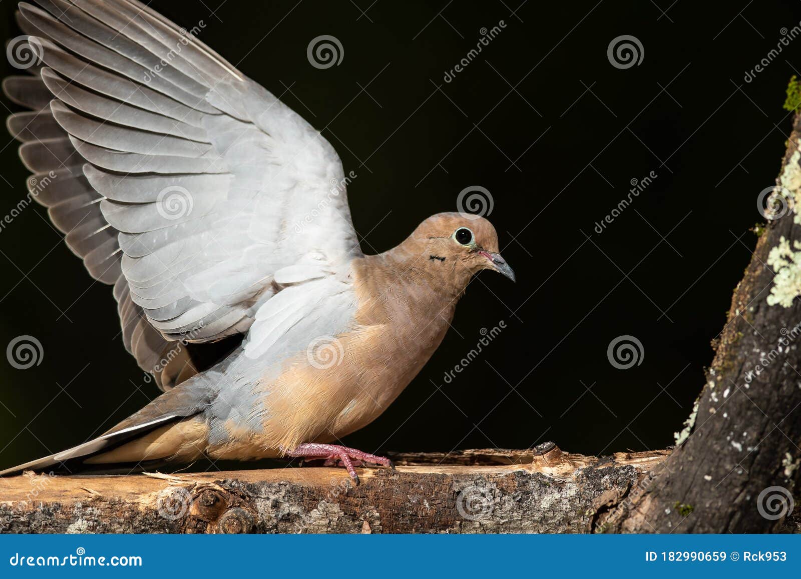 Profile of a Mourning Dove Perched with Wings Outstretched Stock Image ...