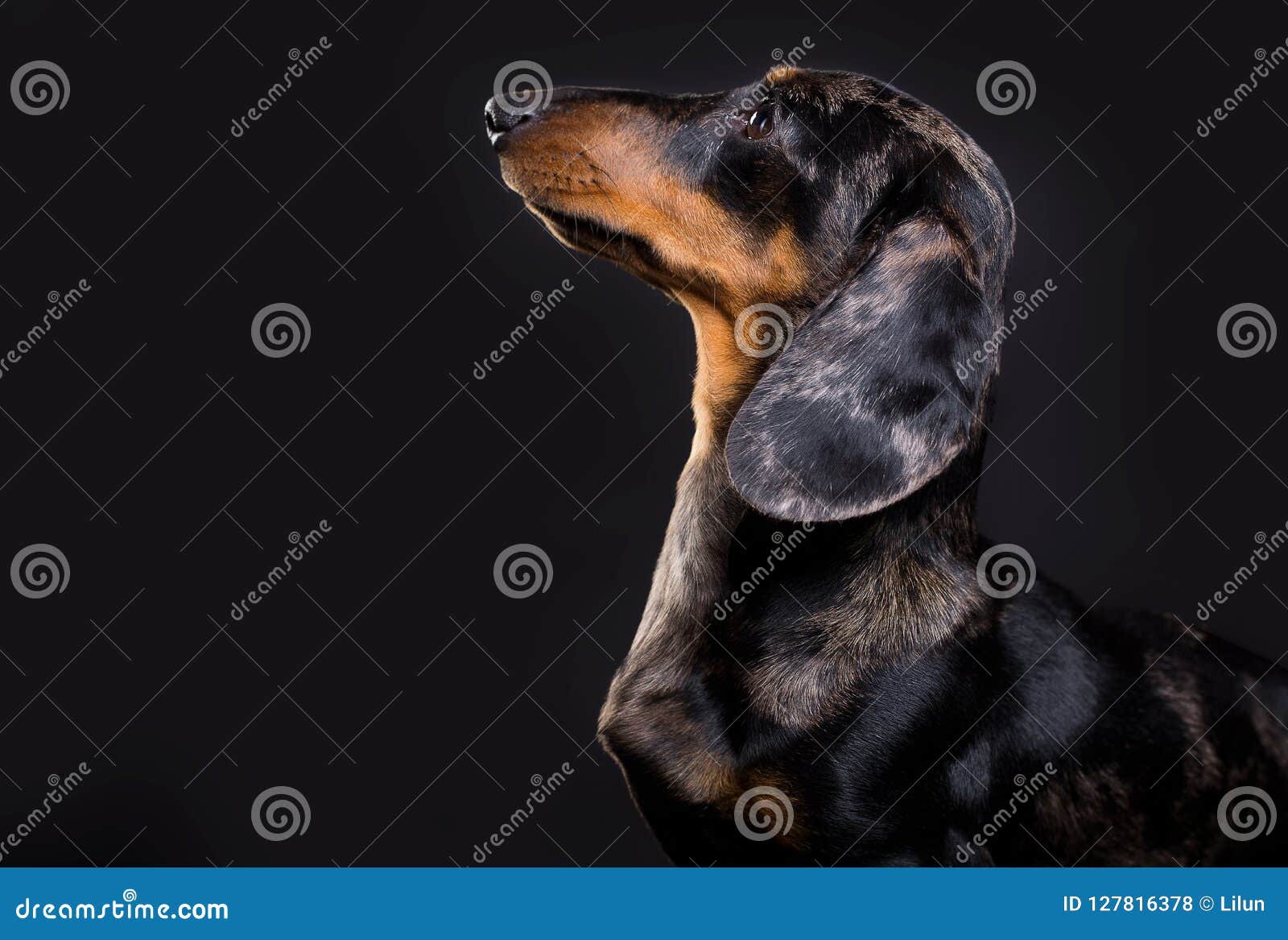 Profile Dachshund of Marble Color Stock Photo - Image of haired ...