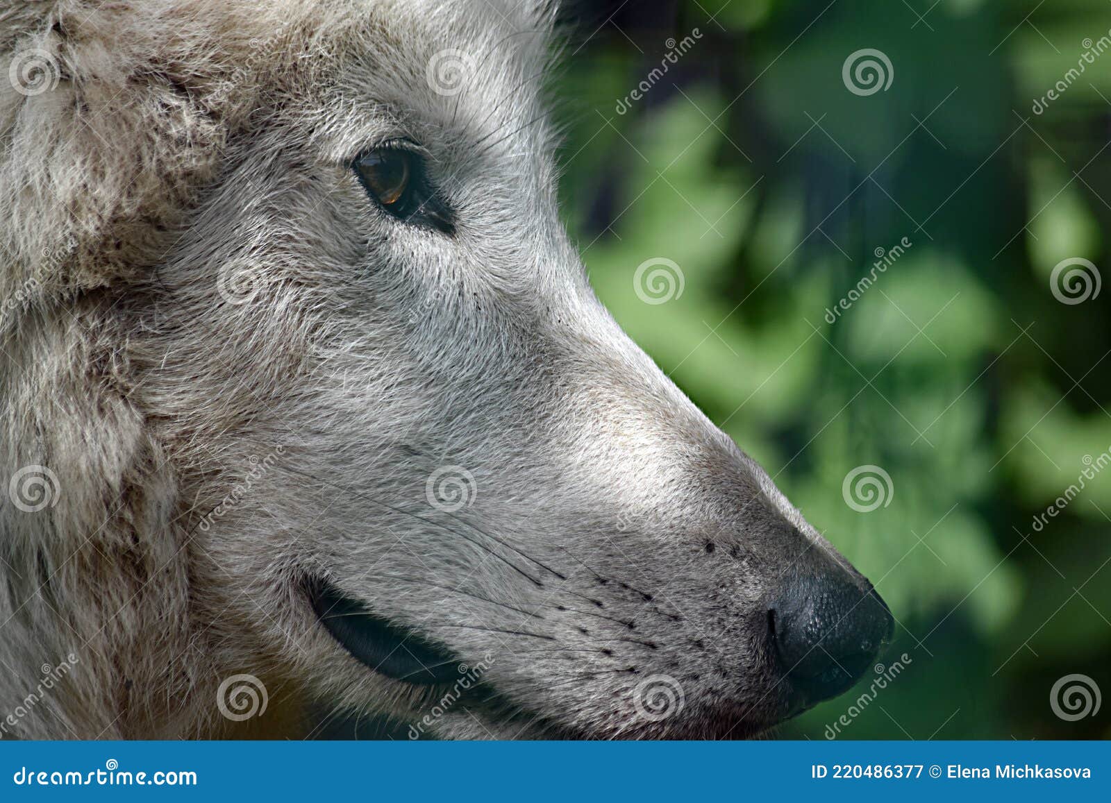 Profile of the Muzzle of a Gray Wolf Close-up on a Green Background ...